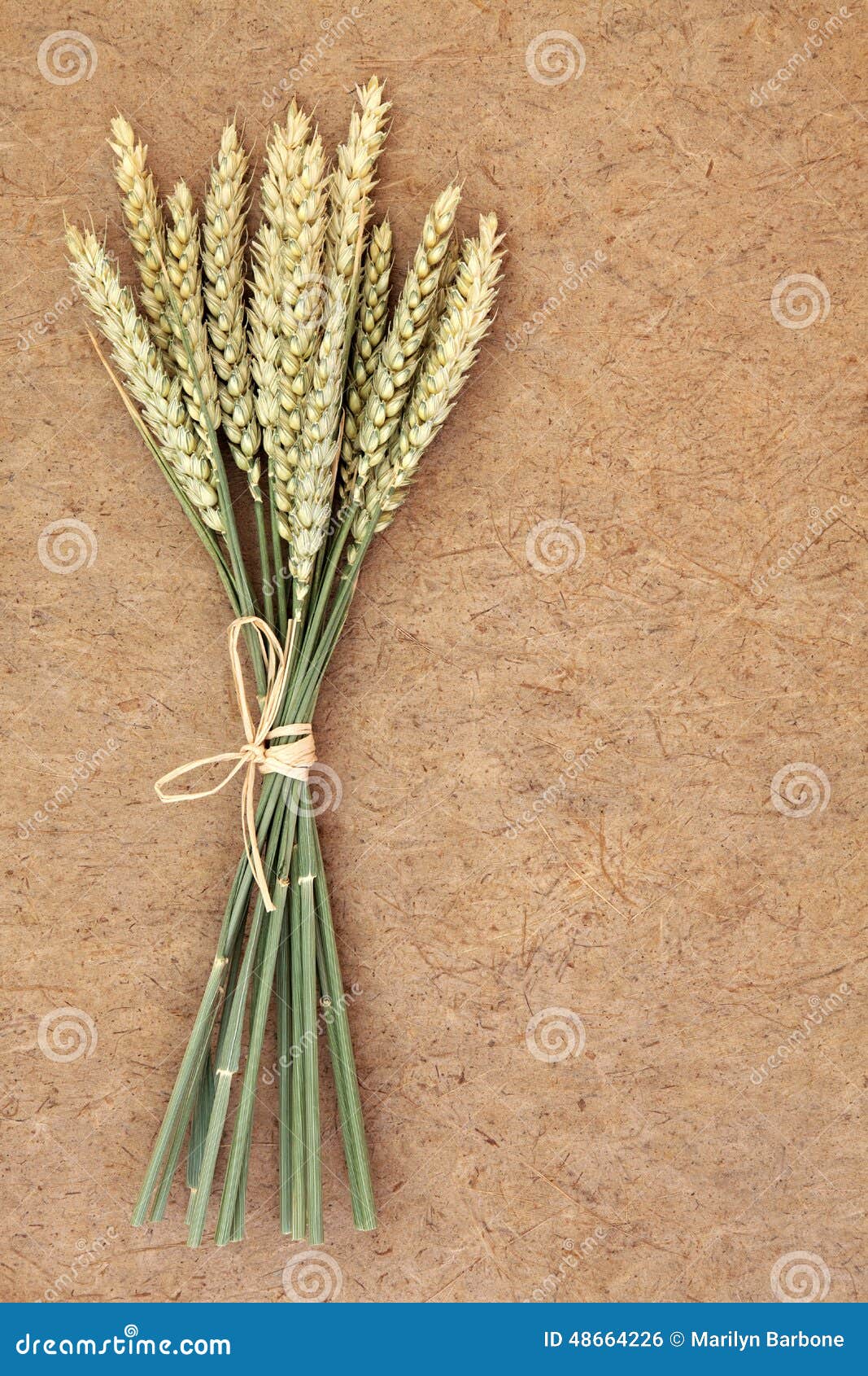 Wheat Bundle stock photo. Image of natural, design, grunge - 48664226
