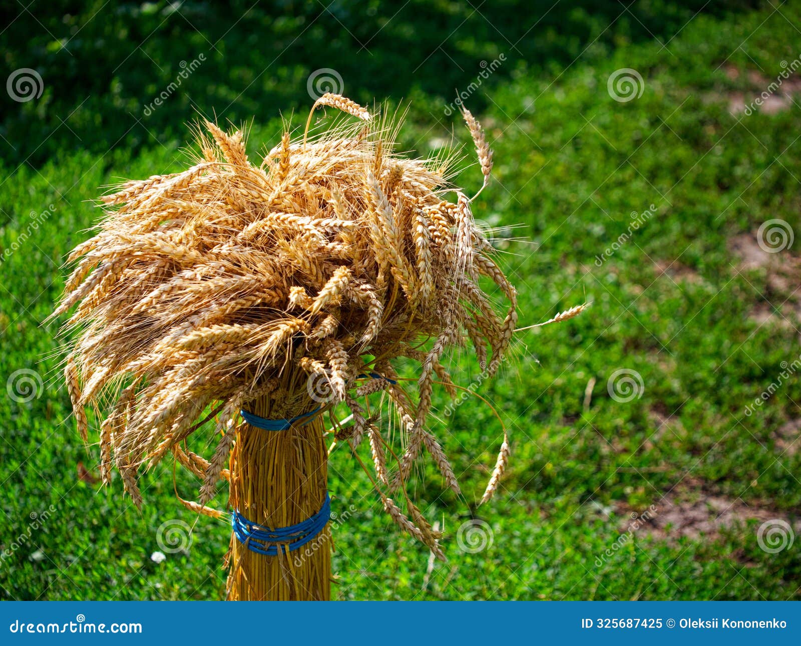Wheat Bundle Representing the Culmination of the Growing Season and ...