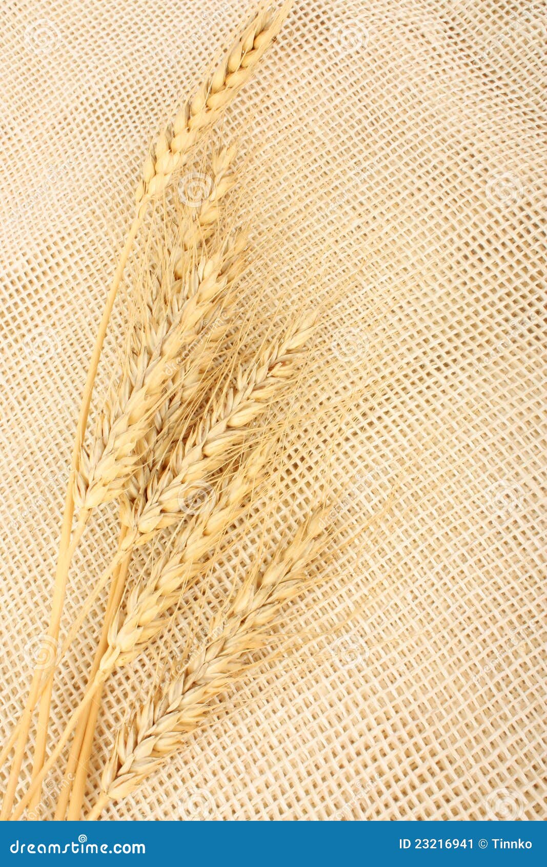 Wheat in burlap stock image. Image of natural, straw - 23216941