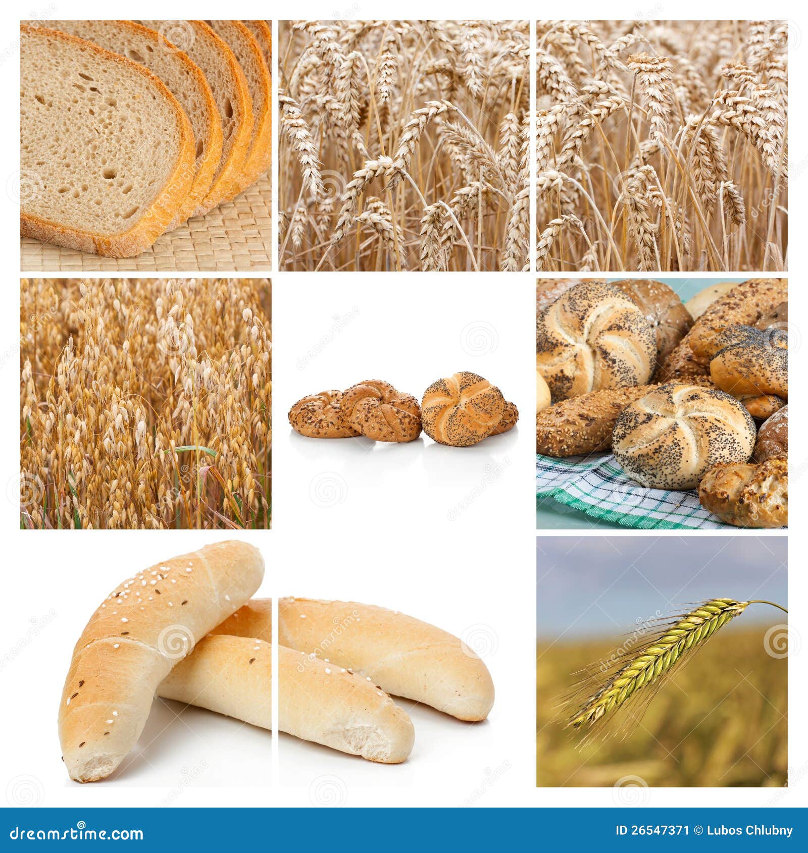 Wheat. Cereal collage stock image. Image of cereal, crop - 26547371