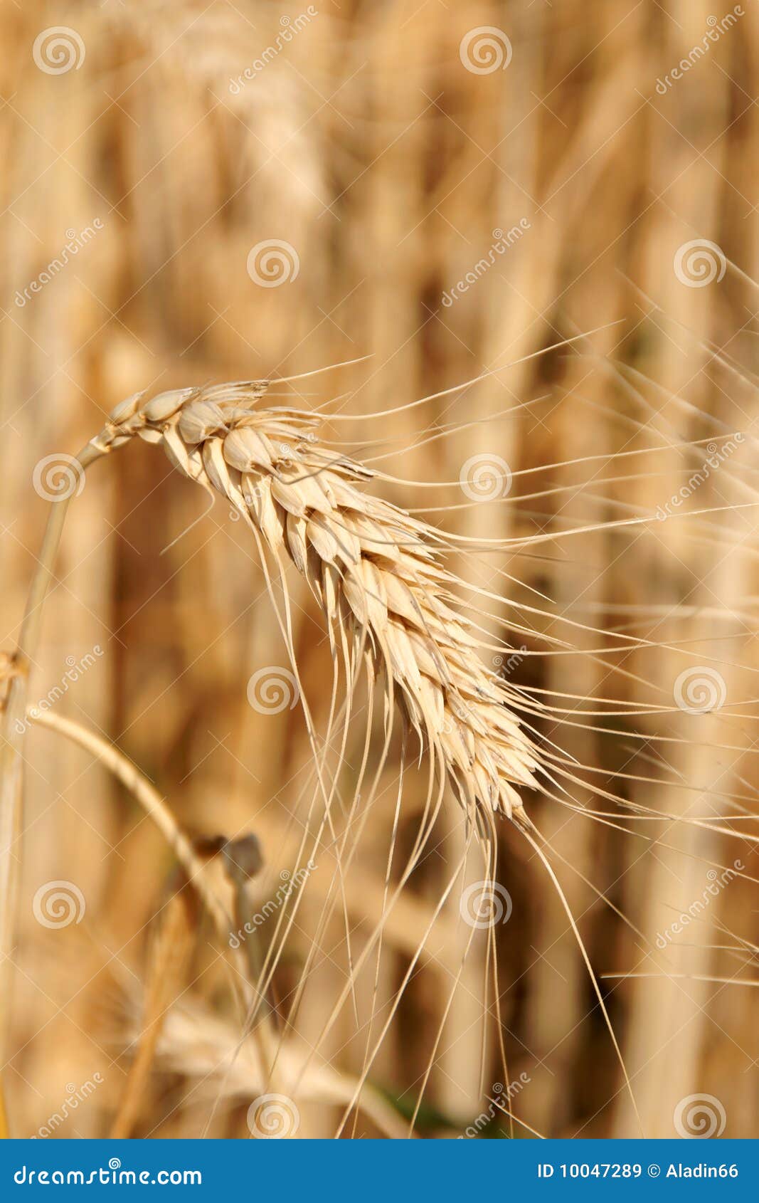 Wheat close-up stock image. Image of cereal, agriculture - 10047289