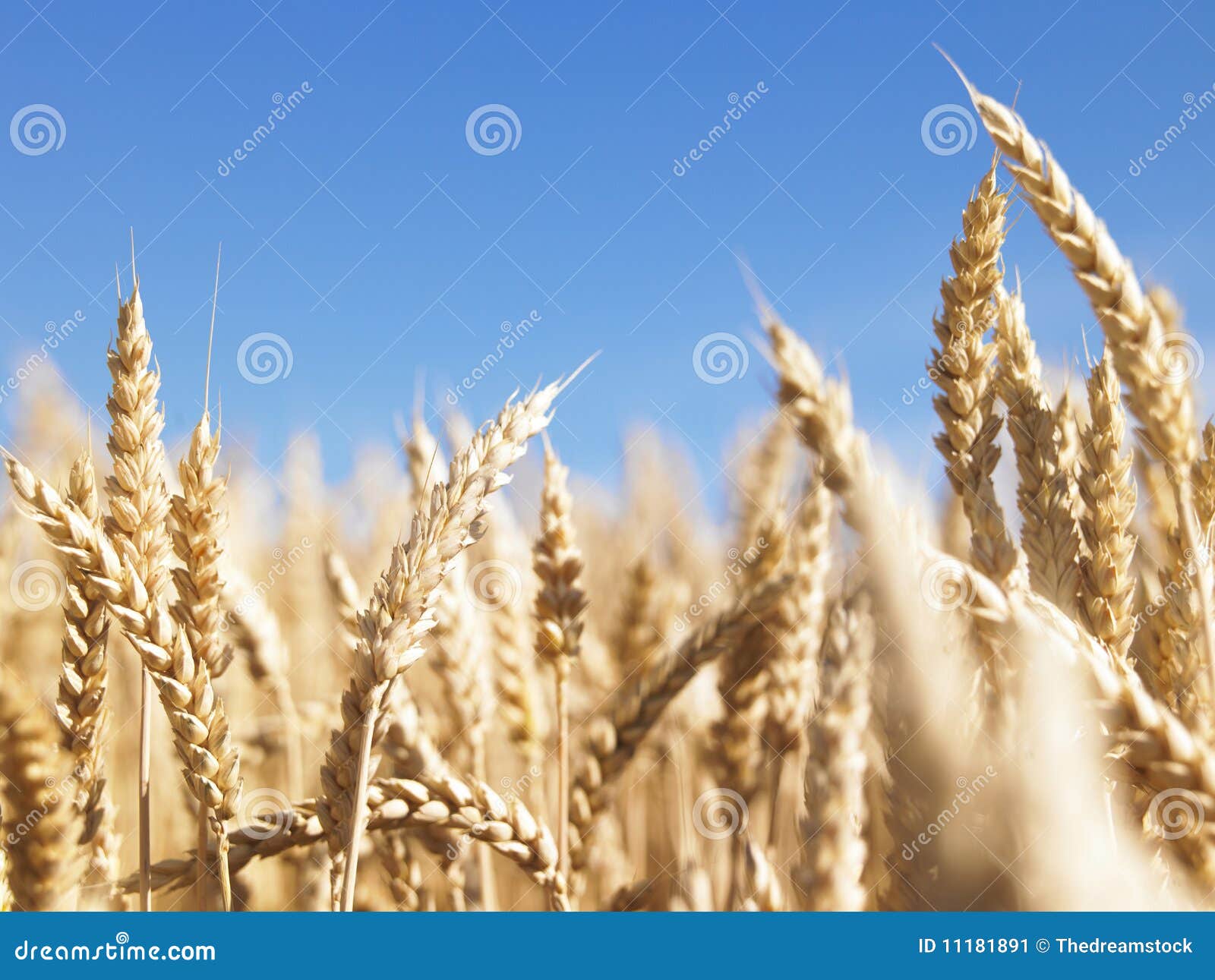 Wheat close up stock image. Image of green, farmland - 11181891