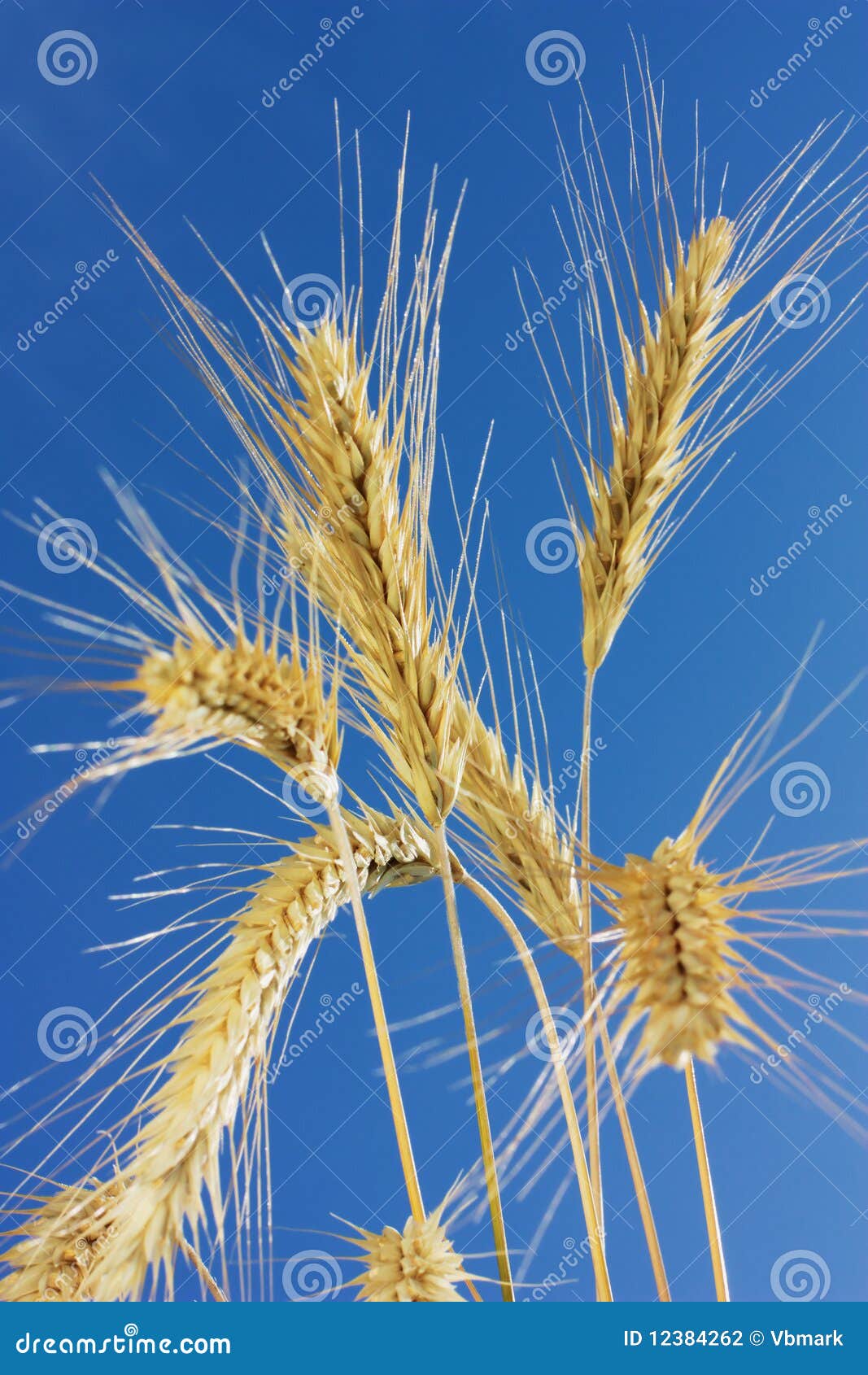 Wheat close-up stock photo. Image of blue, yellow, plant - 12384262