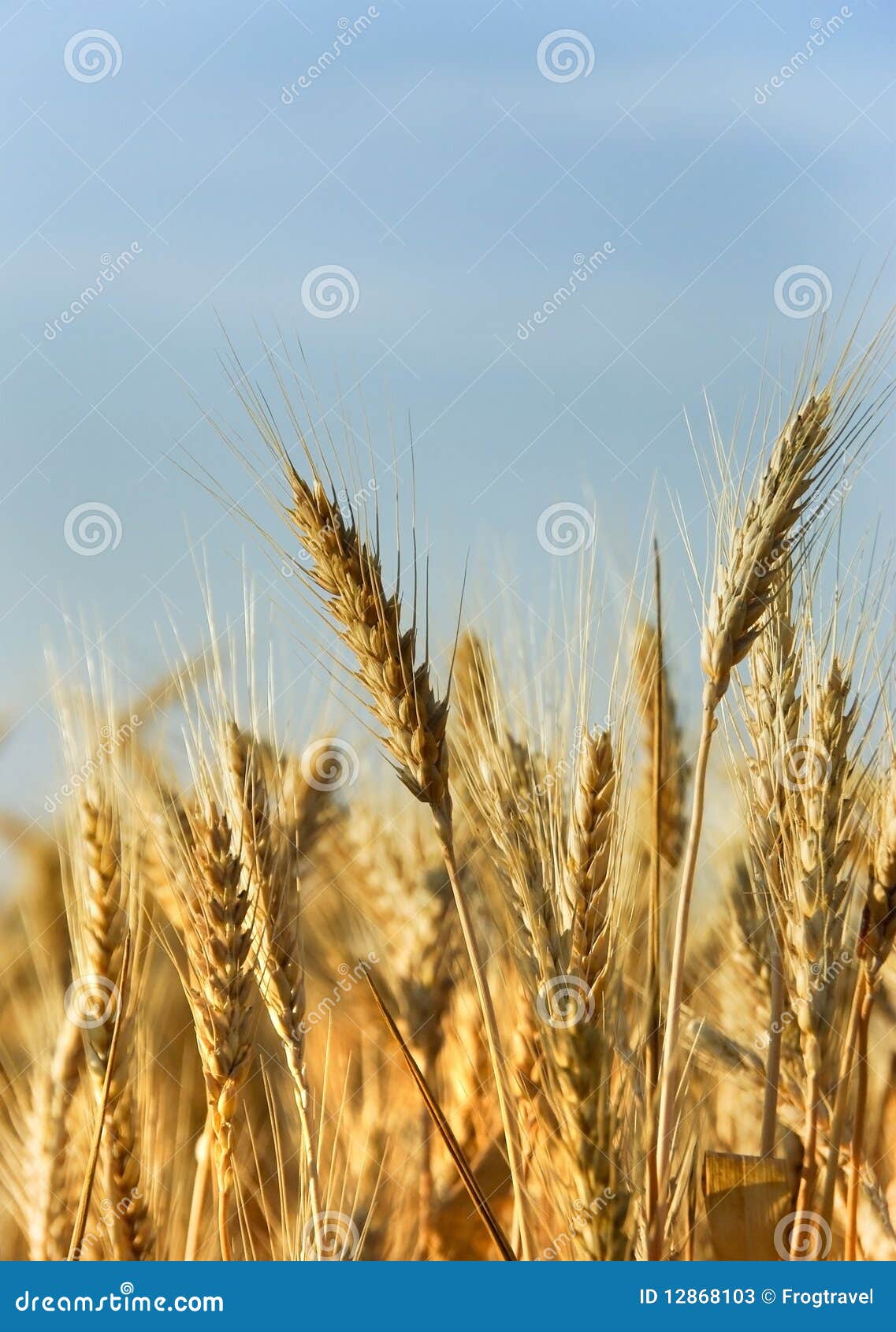 Wheat close-up stock image. Image of gold, wheat, landscape - 12868103