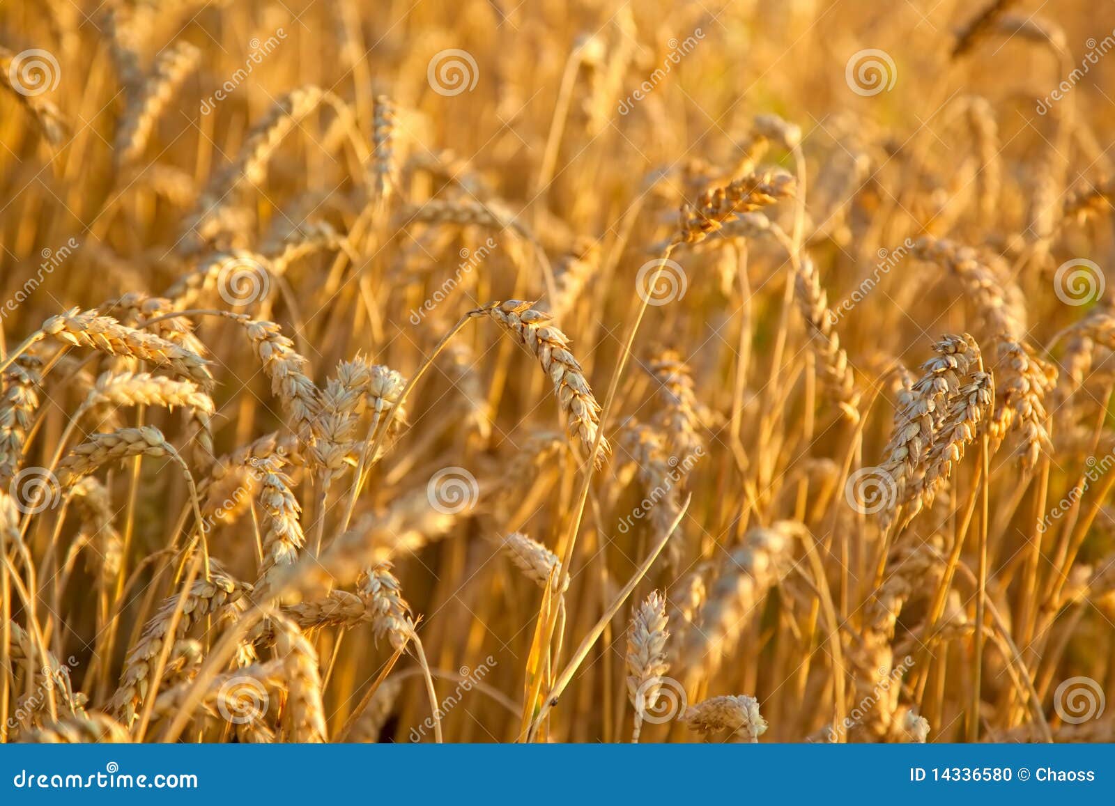Wheat close-up stock photo. Image of urban, close, rural - 14336580