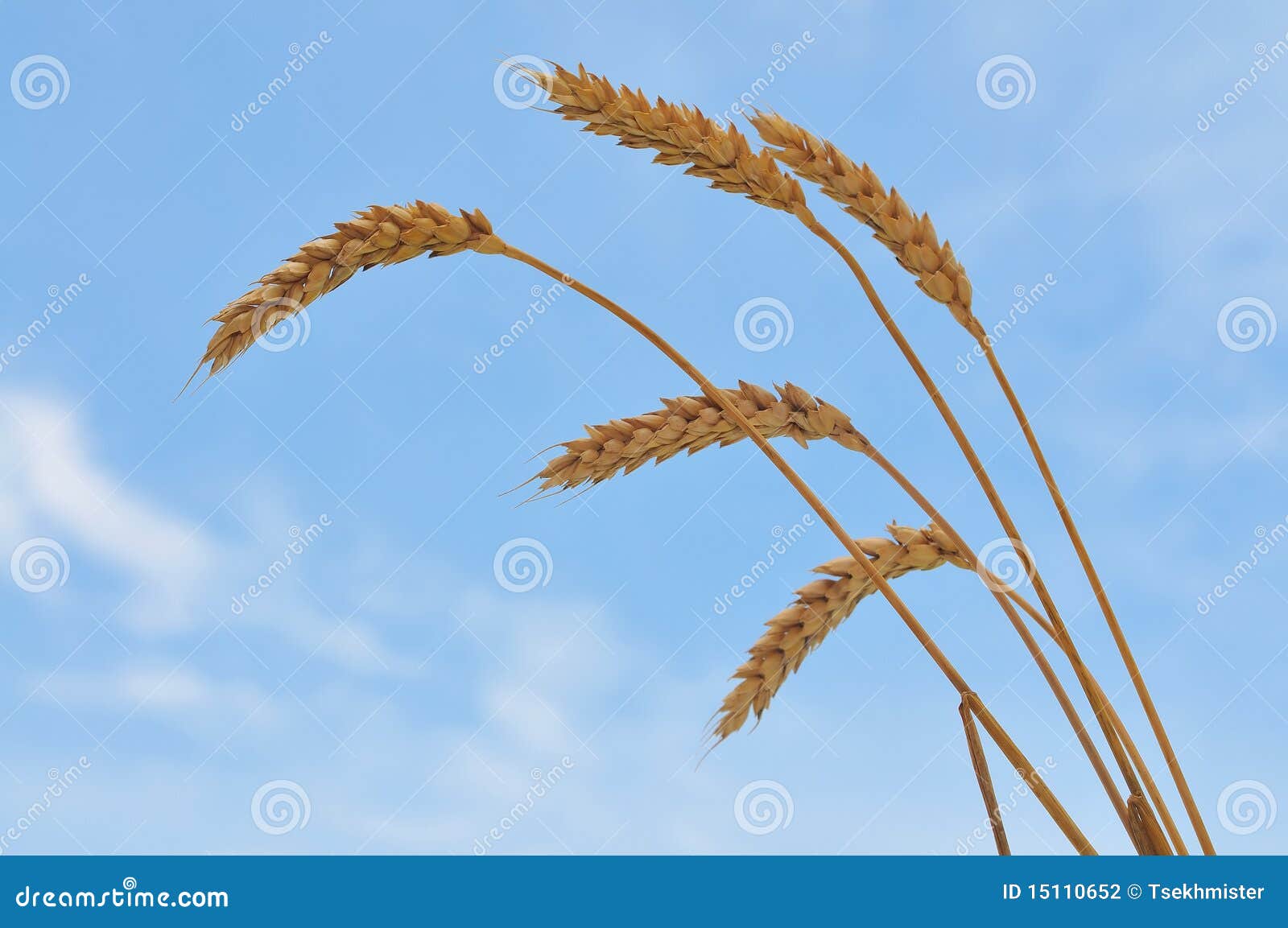 Wheat close-up stock photo. Image of cereal, harvesting - 15110652