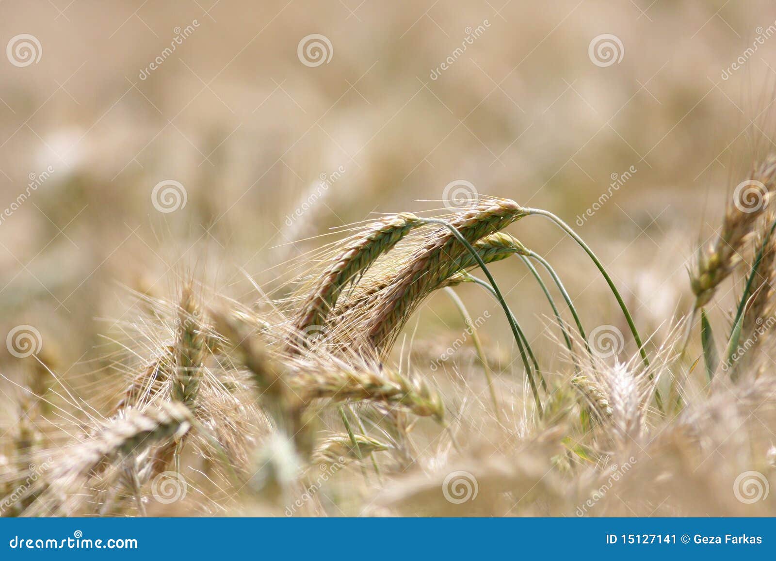 Wheat close-up stock image. Image of feeding, rural, weat - 15127141