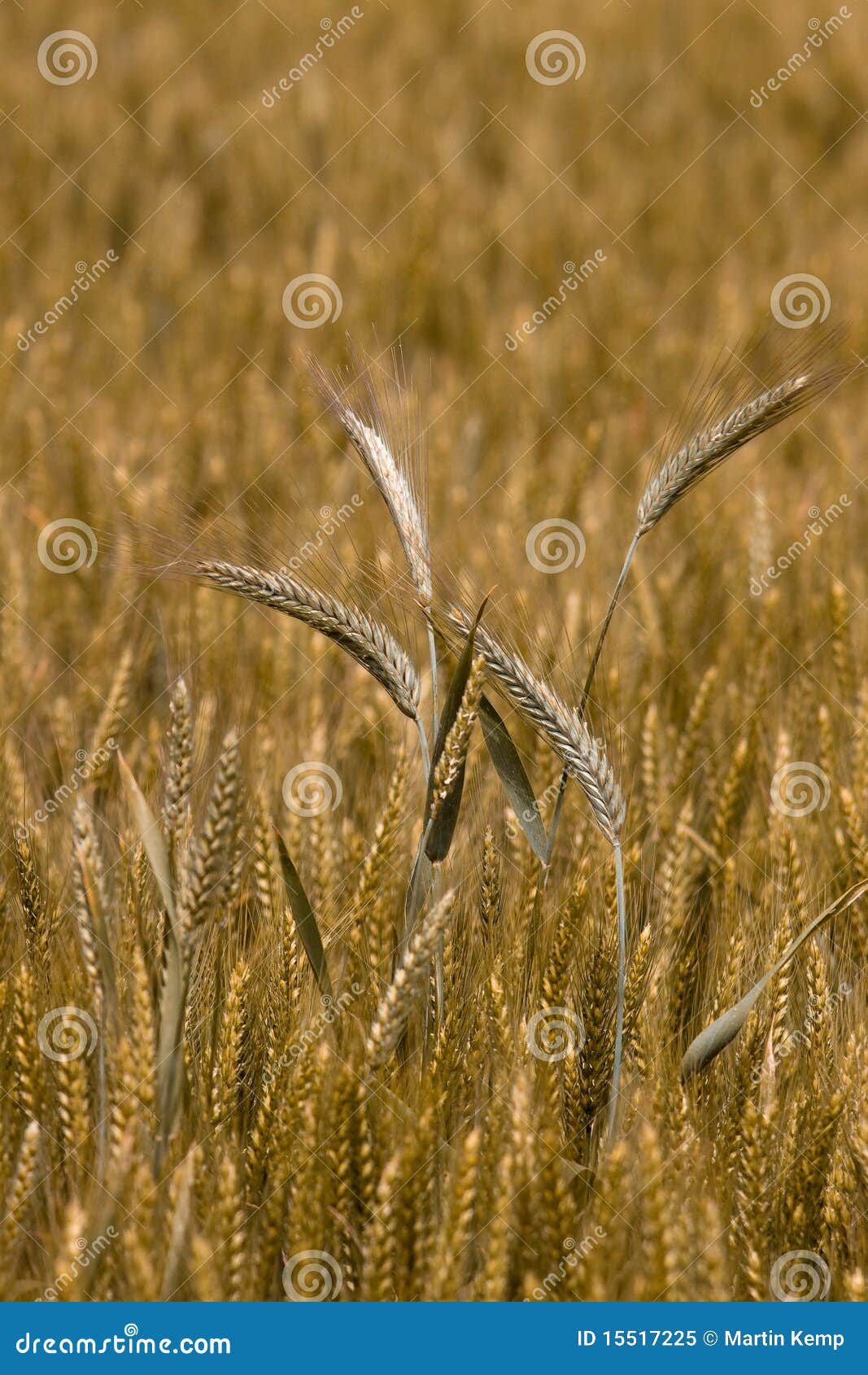 Wheat Close Up stock image. Image of produce, yellow - 15517225
