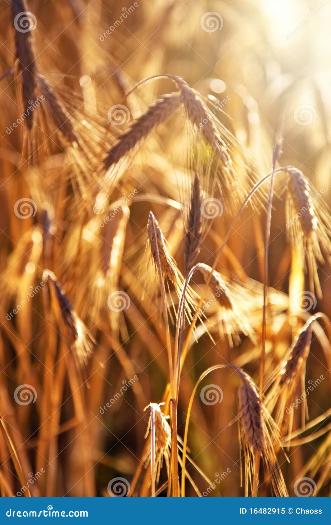 Wheat close-up stock image. Image of crop, season, saturated - 16482915