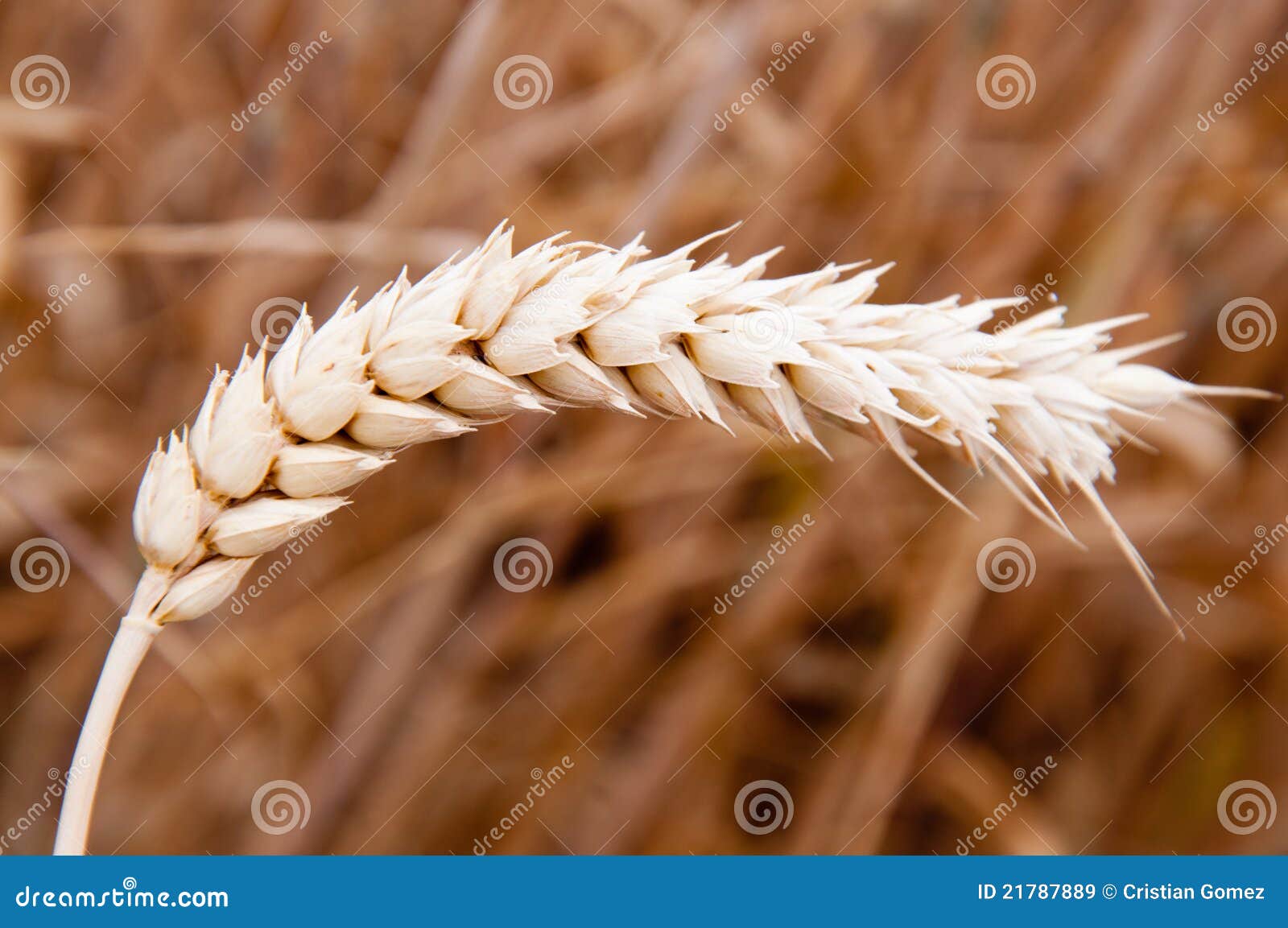 Wheat Close up stock image. Image of baking, golden, closeup - 21787889
