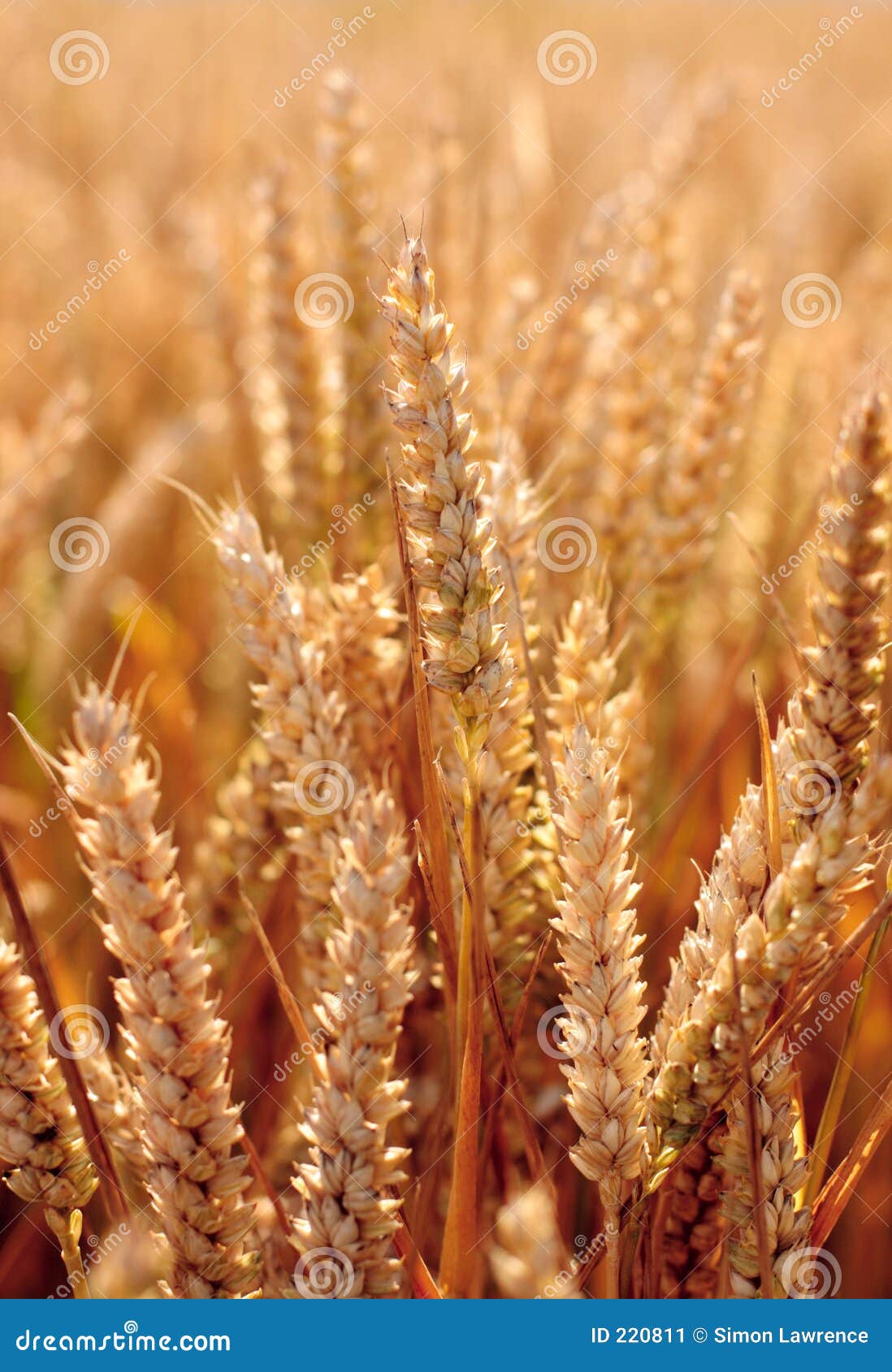 Wheat close up stock image. Image of drenched, corn, close - 220811