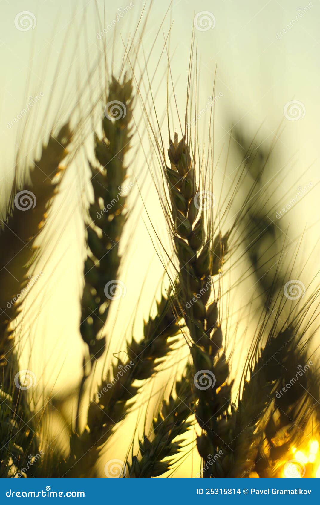 Wheat close-up stock photo. Image of seed, copy, staple - 25315814