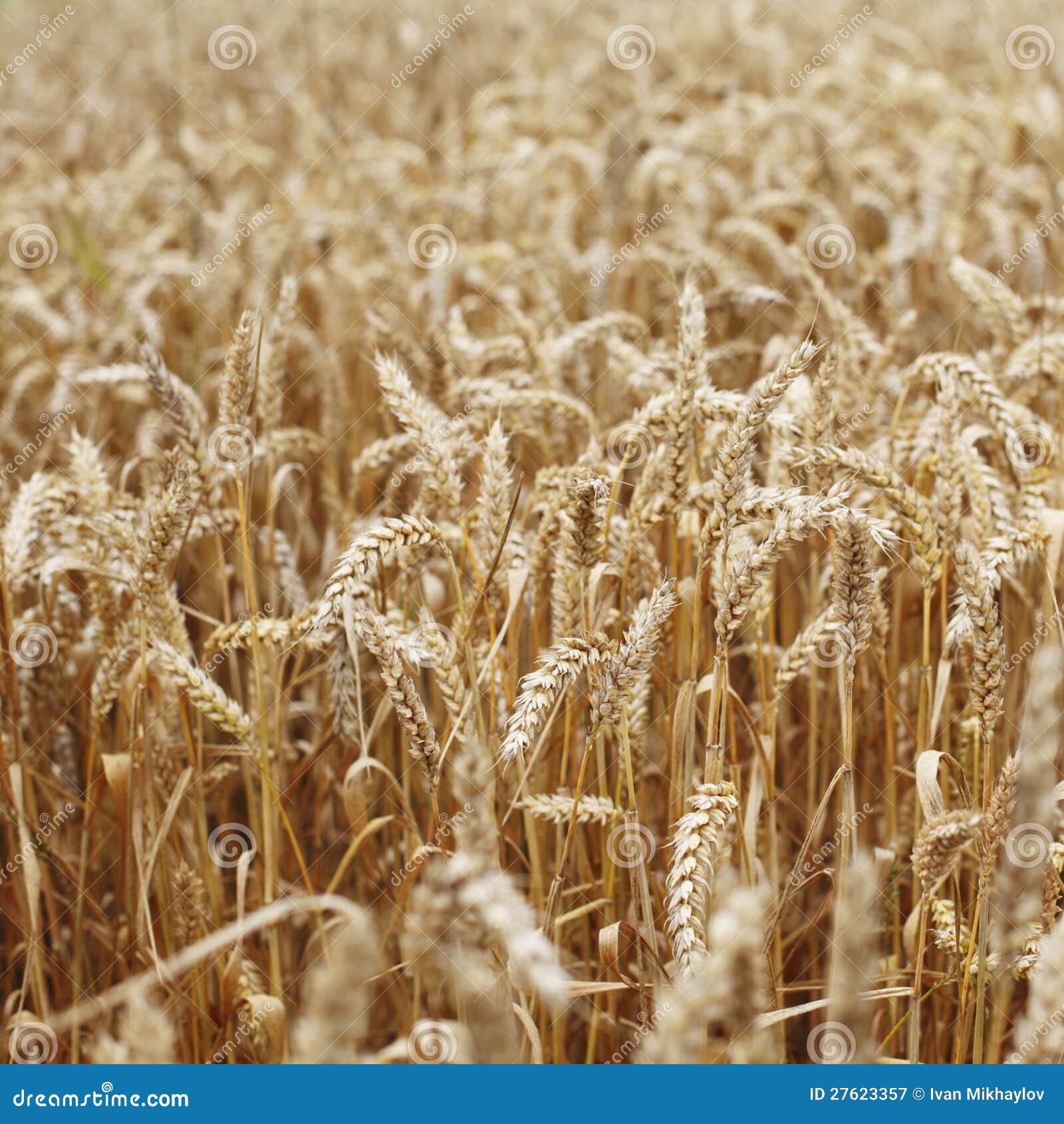 Wheat close up stock image. Image of farming, growing - 27623357