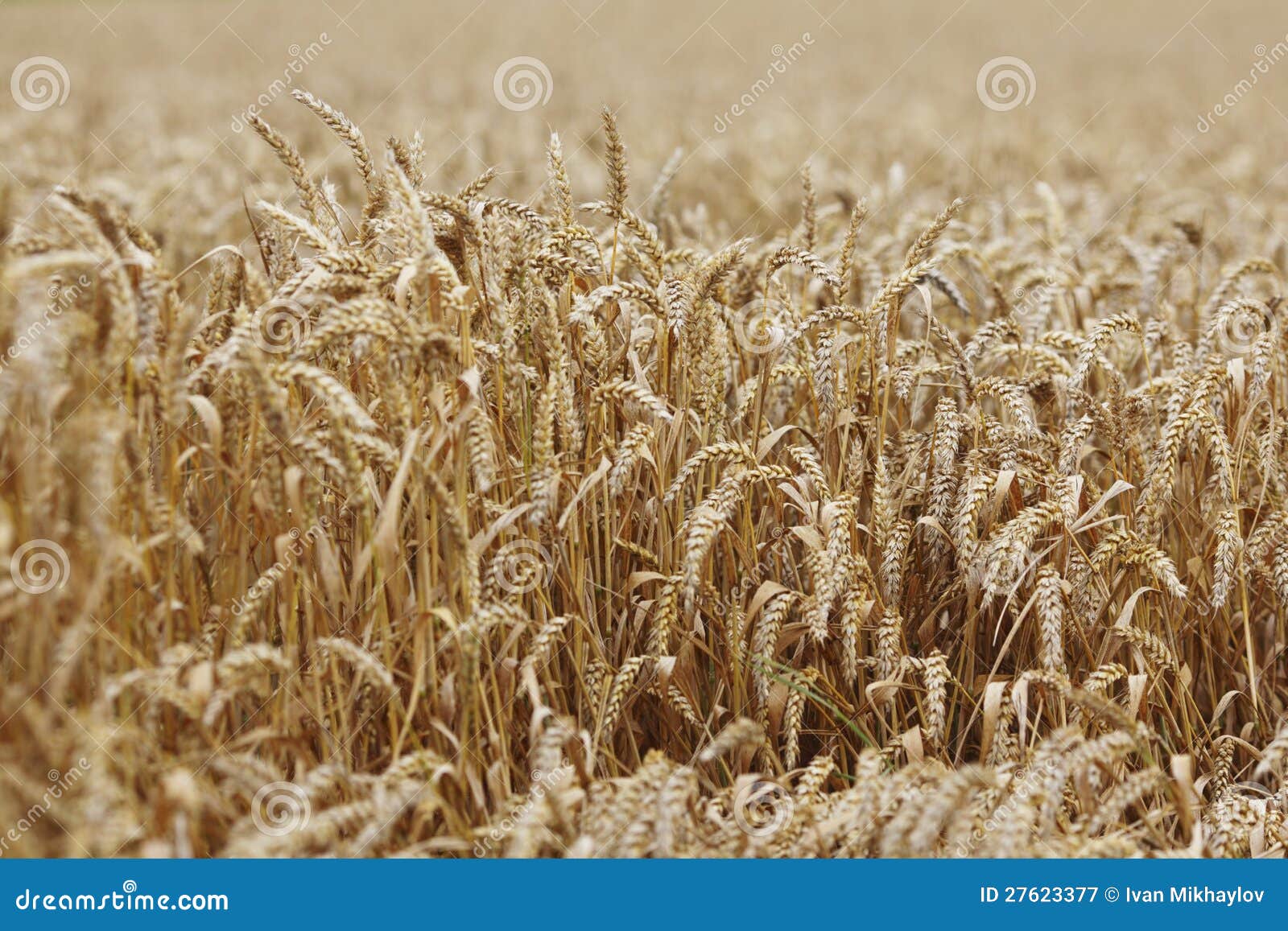 Wheat close up stock image. Image of natural, growing - 27623377