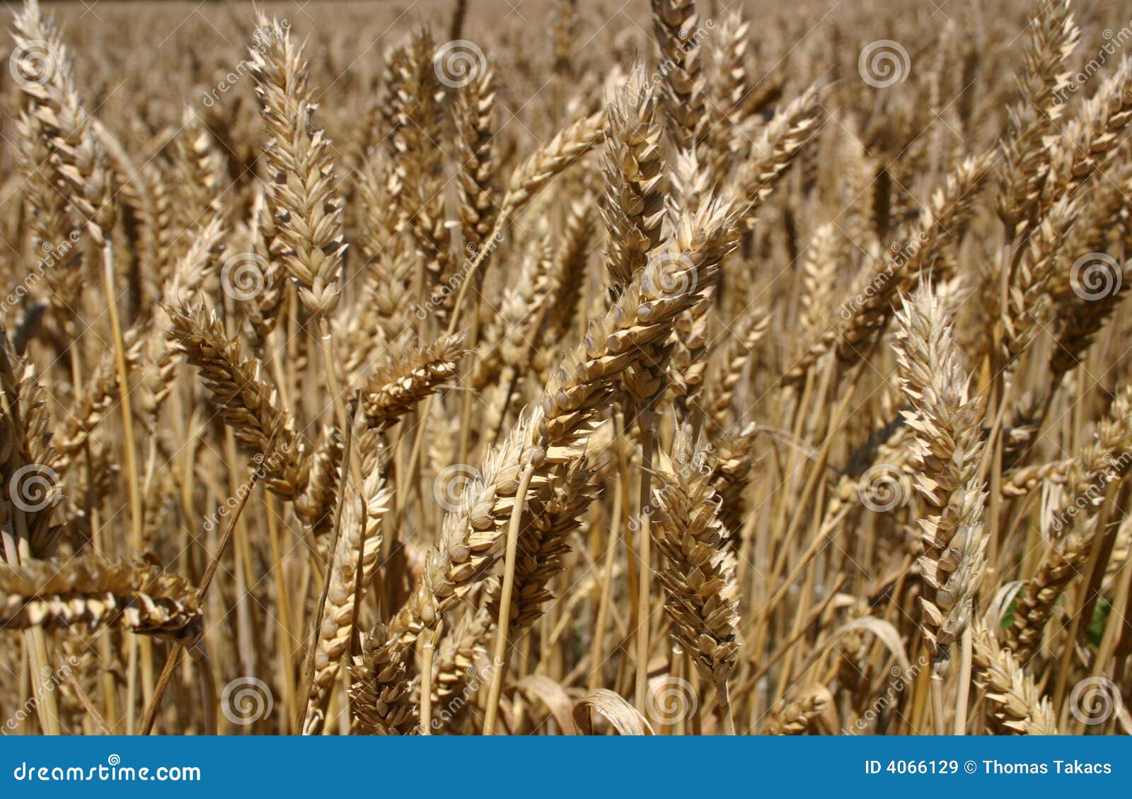 Wheat - Close up stock image. Image of summer, crops, feed - 4066129