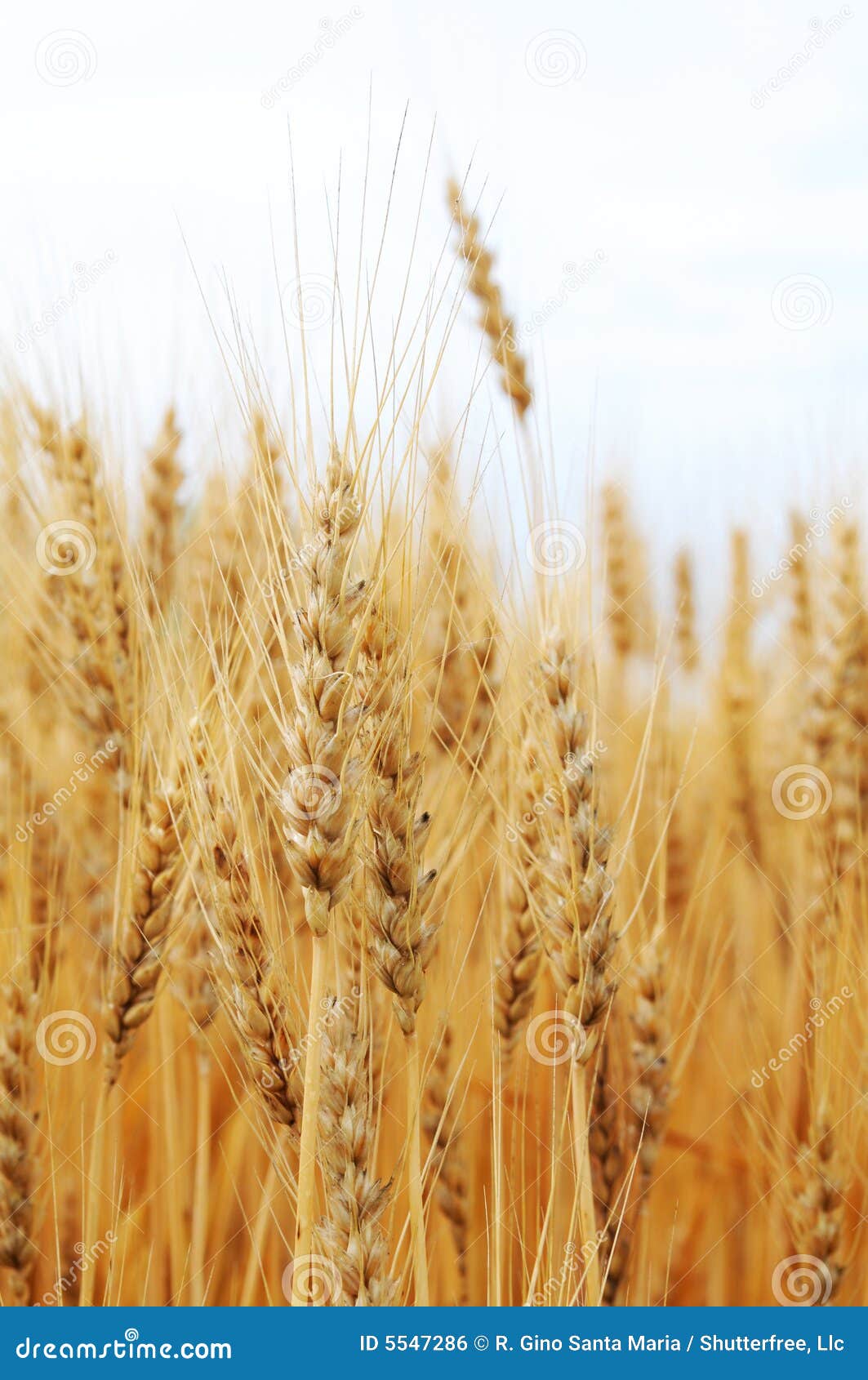 Wheat Close-Up stock photo. Image of stalk, closeup, beautiful - 5547286