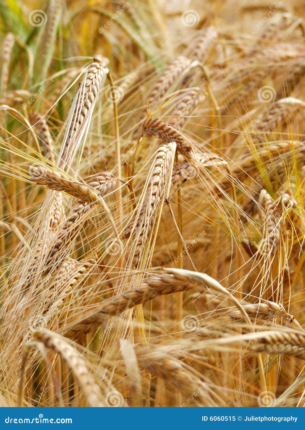 Wheat close up stock image. Image of agriculture, grow - 6060515