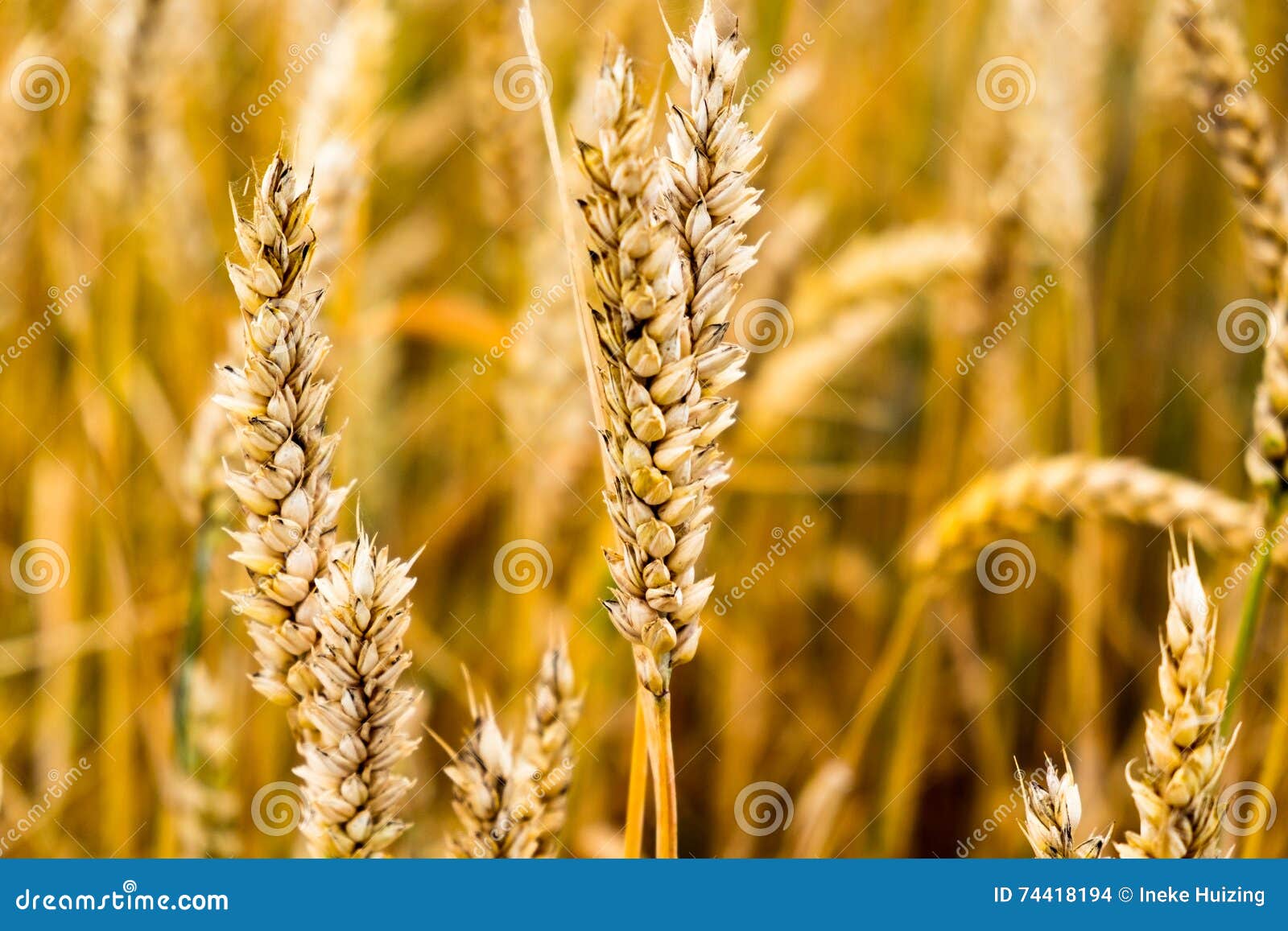Wheat stock photo. Image of close, farmer, pasta, bread - 74418194