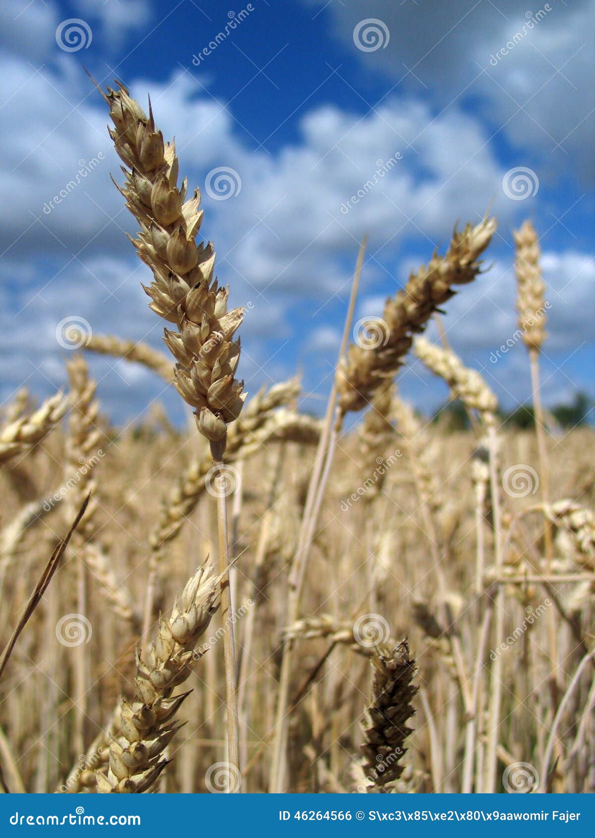 Wheat close-up stock photo. Image of cultivate, macro - 46264566