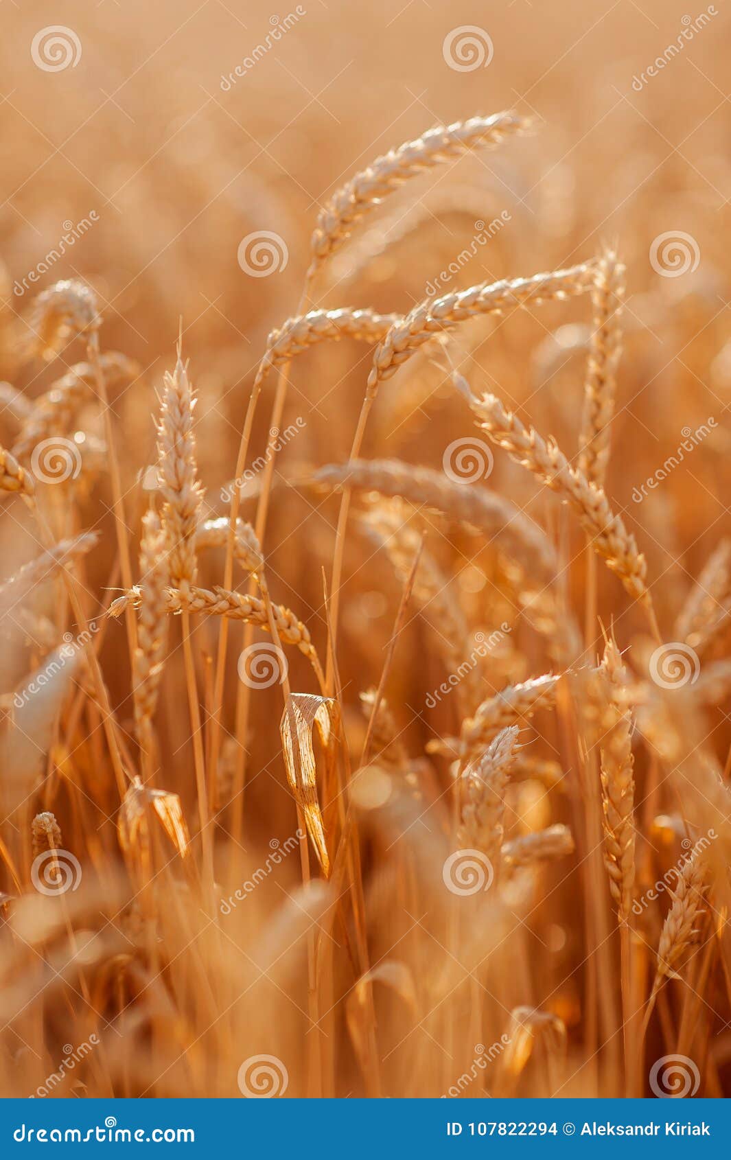 Wheat Close-up in the Field Stock Photo - Image of blue, grain: 107822294