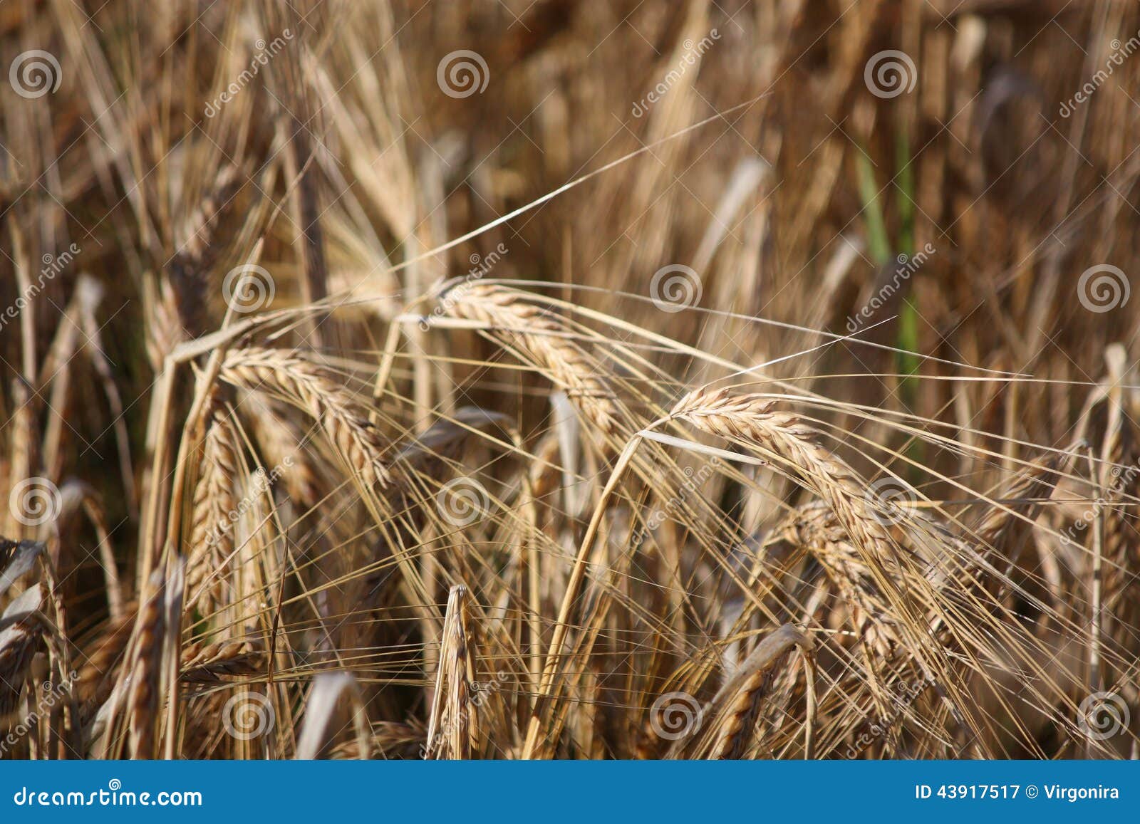 Wheat close up stock image. Image of cereal, wheat, countryside - 43917517