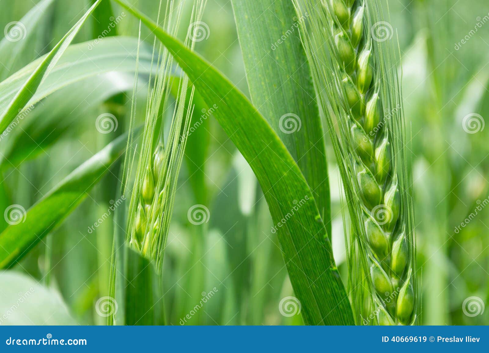 Wheat stock image. Image of young, product, close, food - 40669619