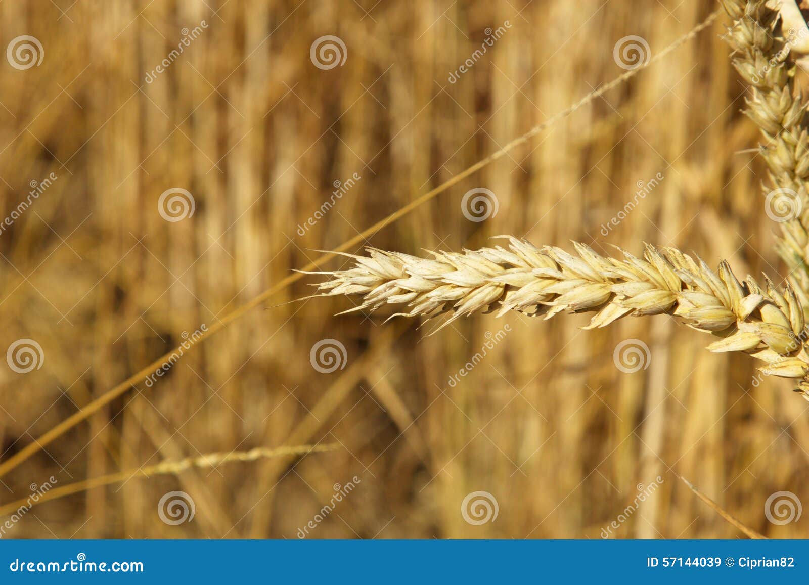 Wheat close-up stock image. Image of fresh, gold, flora - 57144039