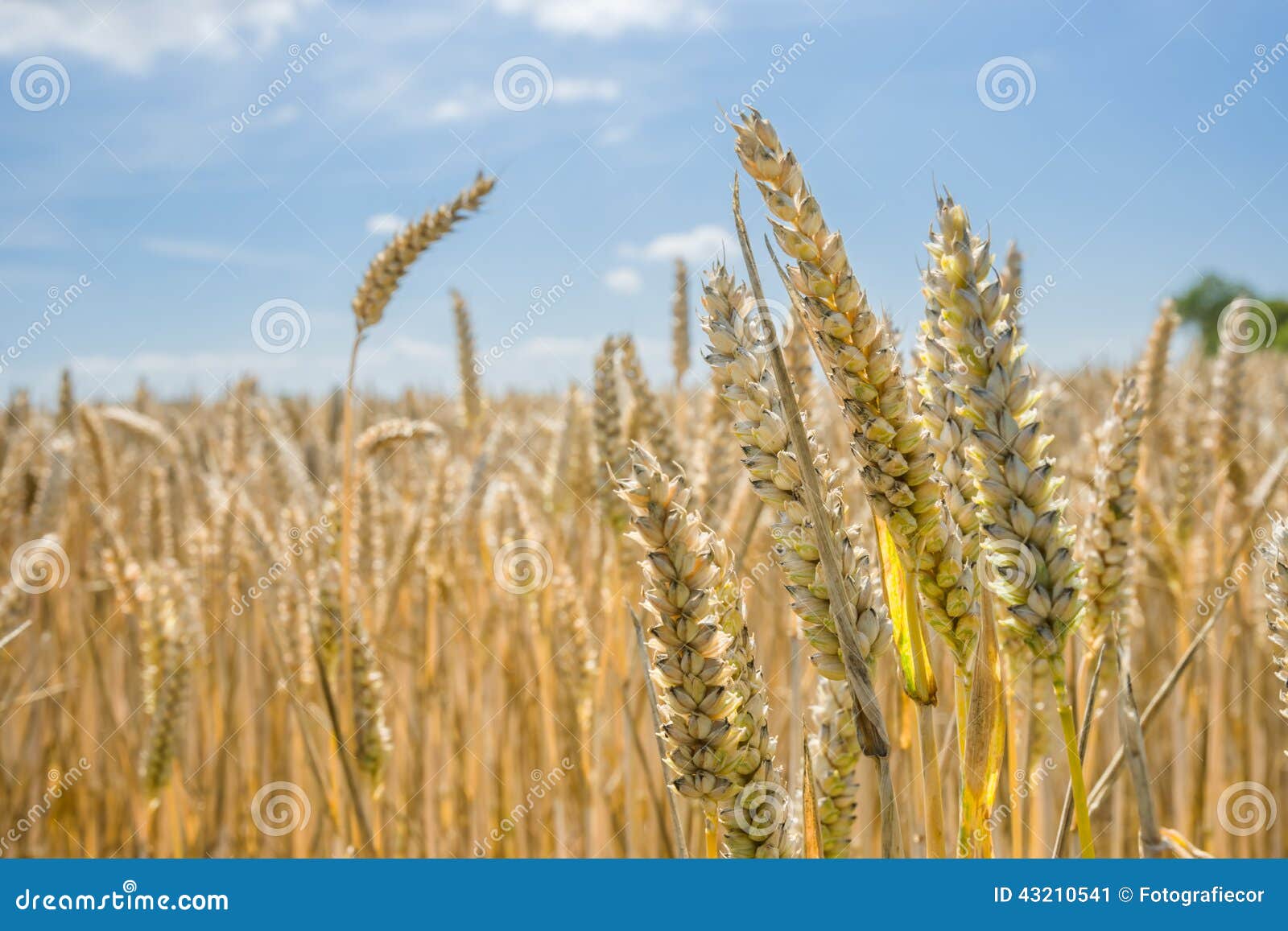 Wheat - Close Up of a Wheat Field. Stock Image - Image of bloom, growth ...
