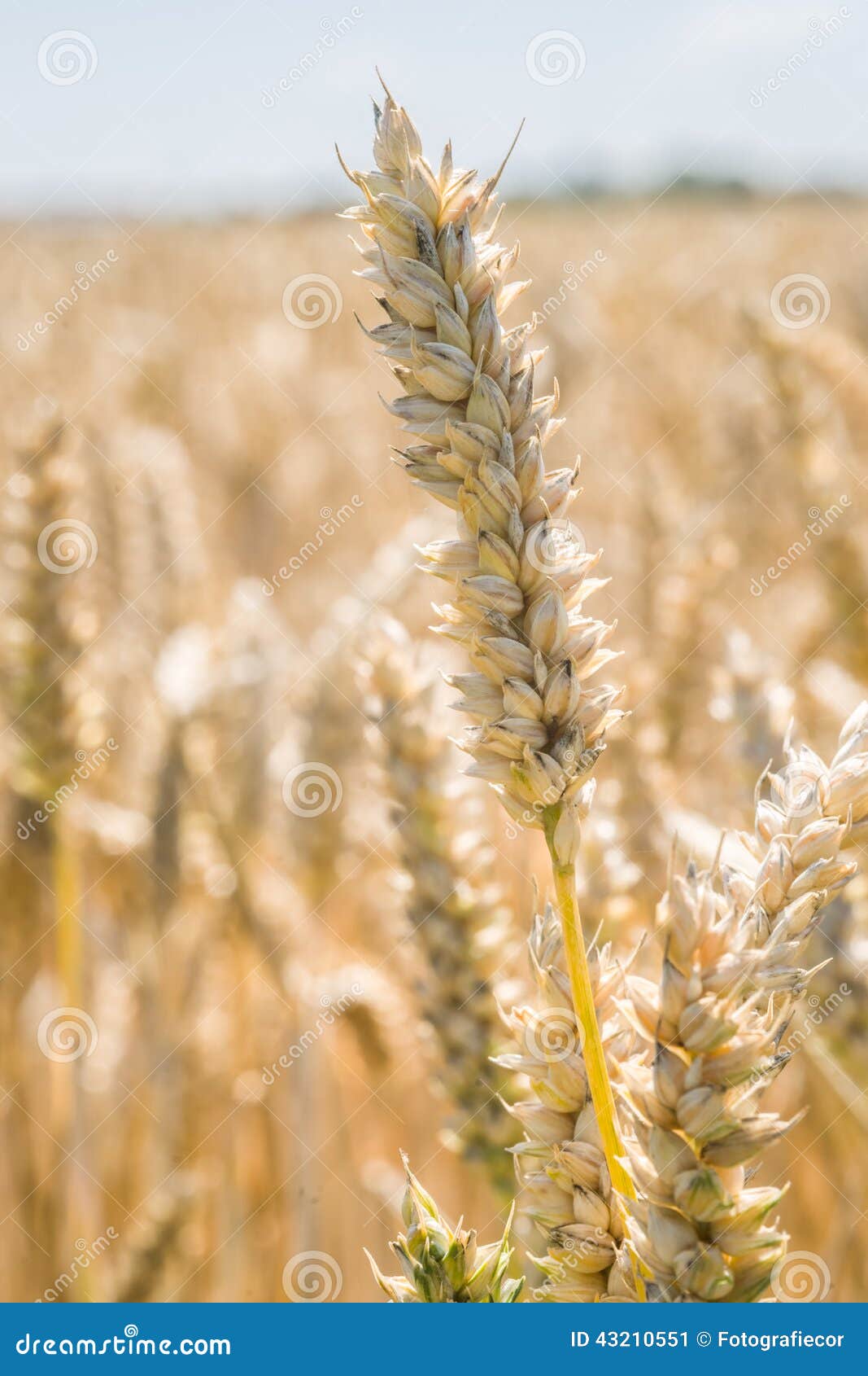 Wheat - Close Up of a Wheat Field. Stock Image - Image of corn, country ...