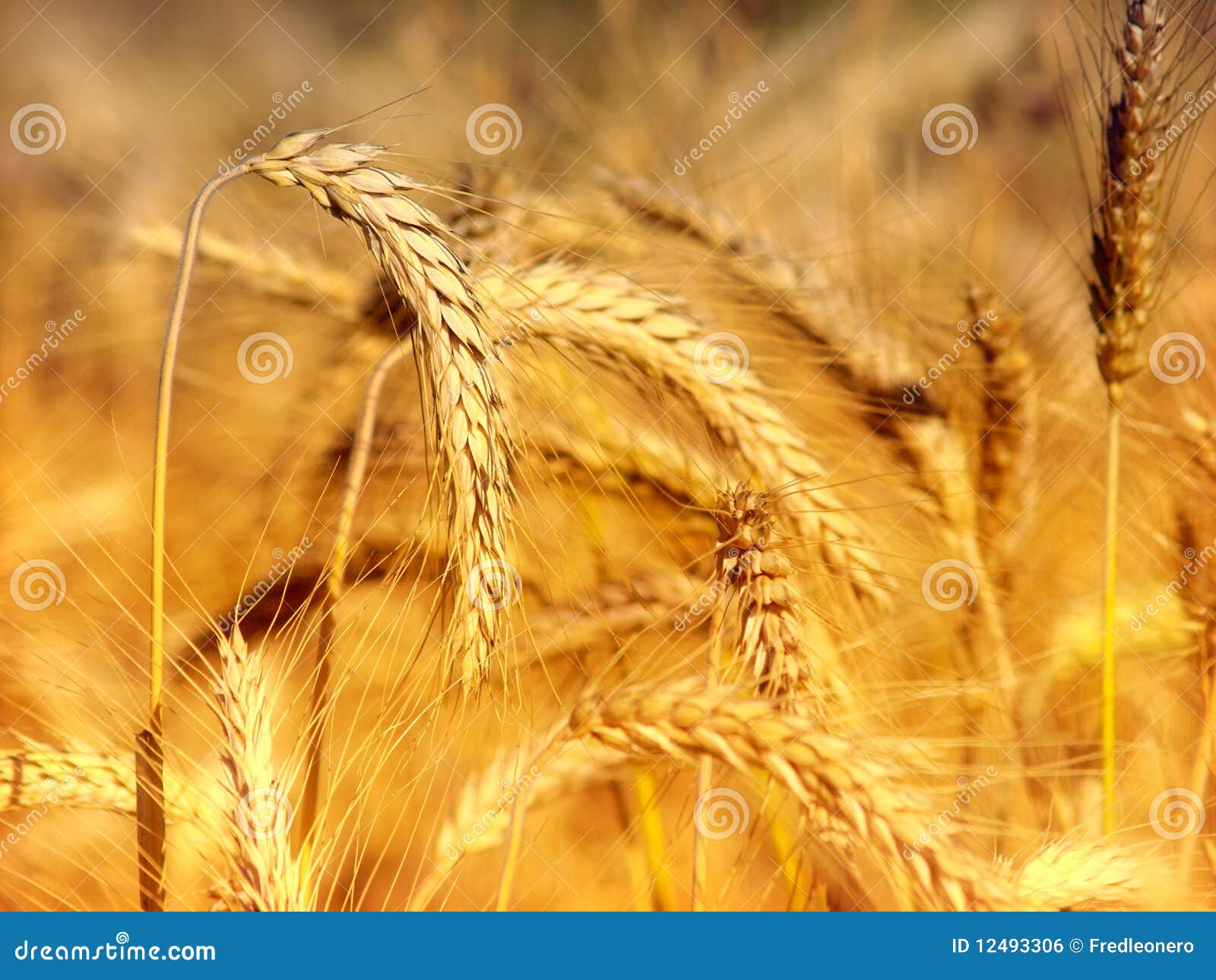 Wheat closeup stock photo. Image of agriculture, horizon - 12493306