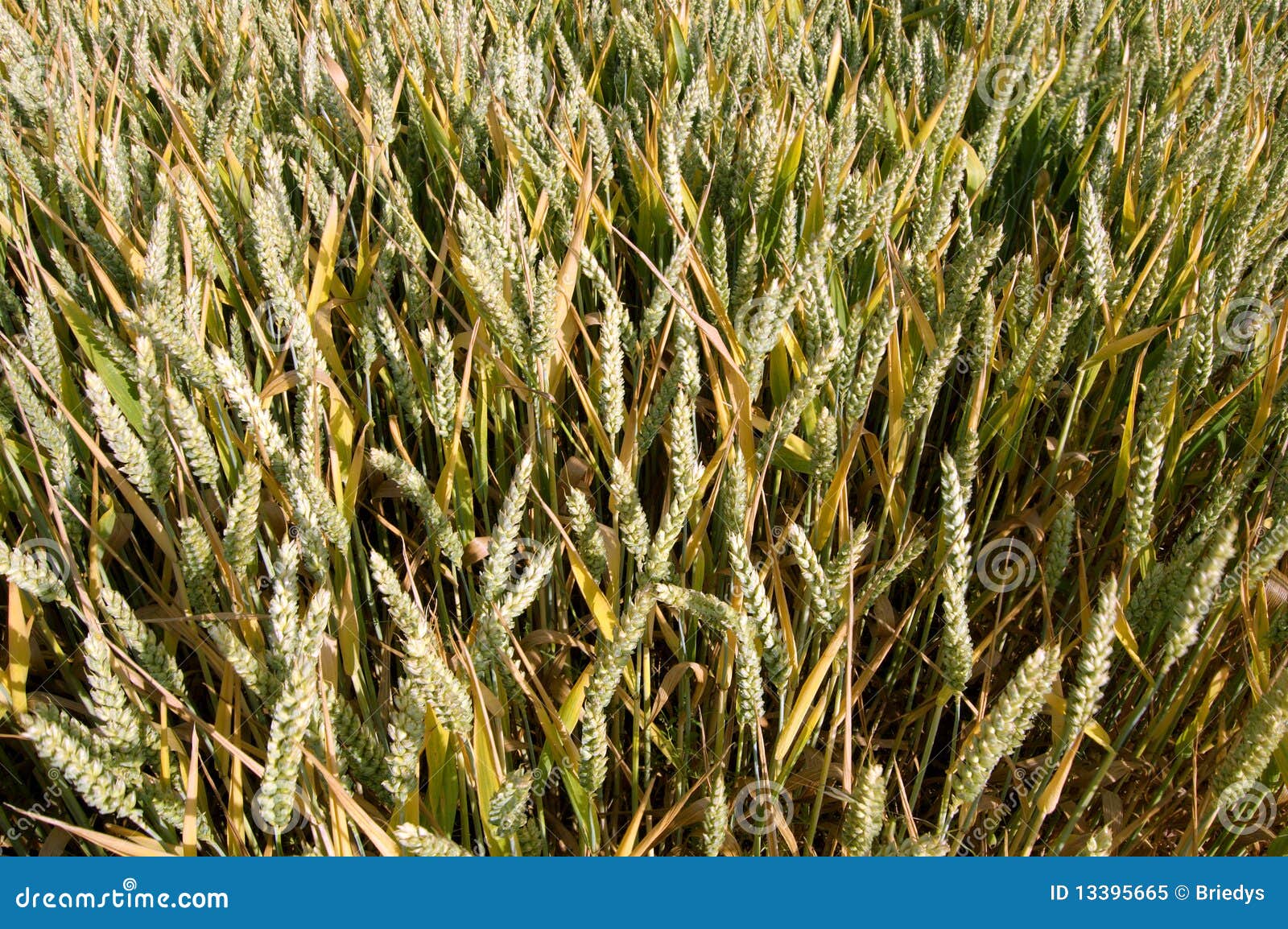 Wheat closeup stock image. Image of crop, country, healthy - 13395665