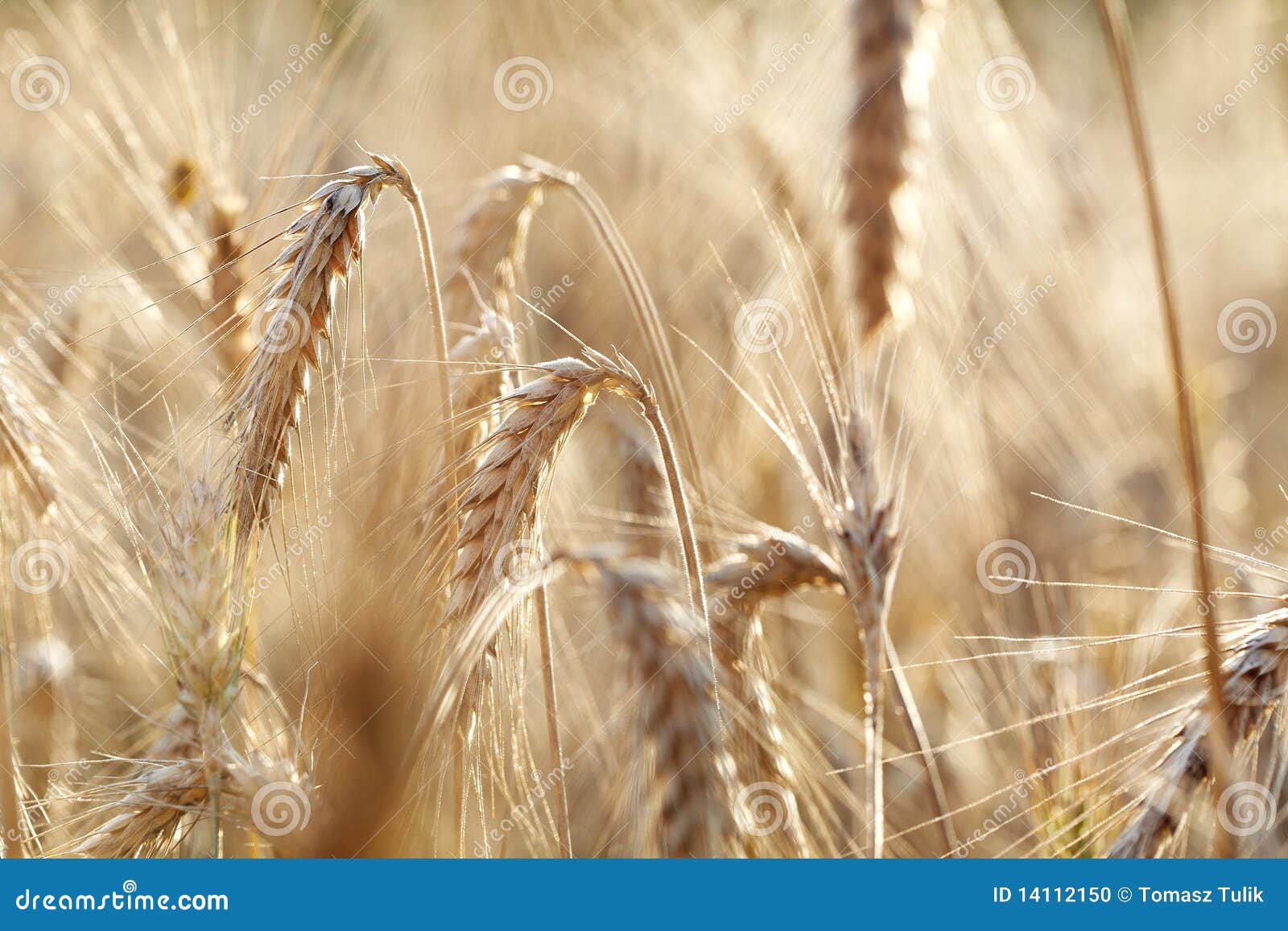 Wheat closeup stock photo. Image of harvest, farm, golden - 14112150