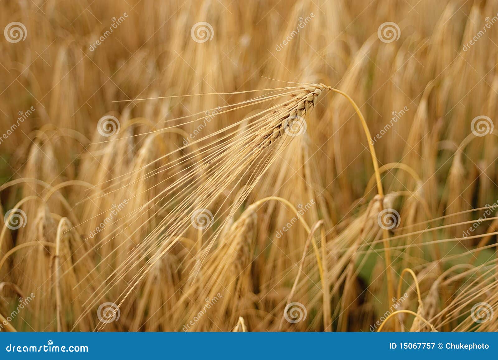 Wheat closeup stock image. Image of heavy, health, harvest - 15067757