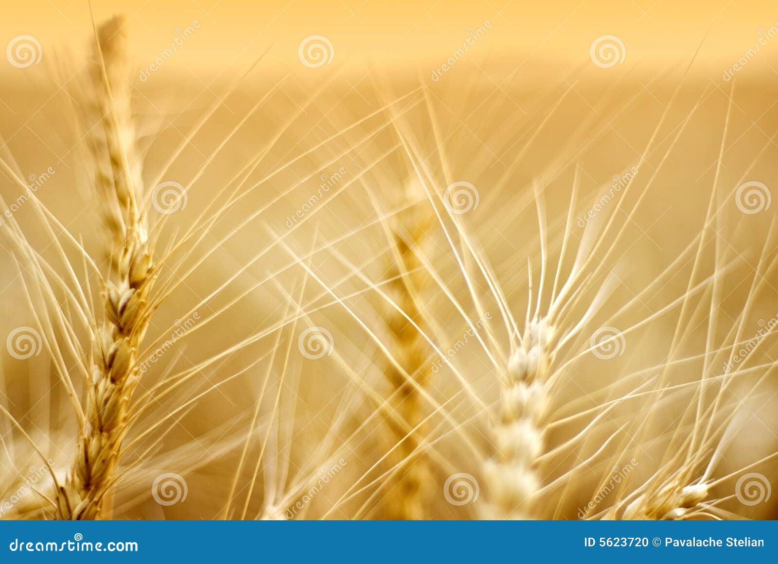 Wheat closeup stock photo. Image of ripe, details, plant - 5623720