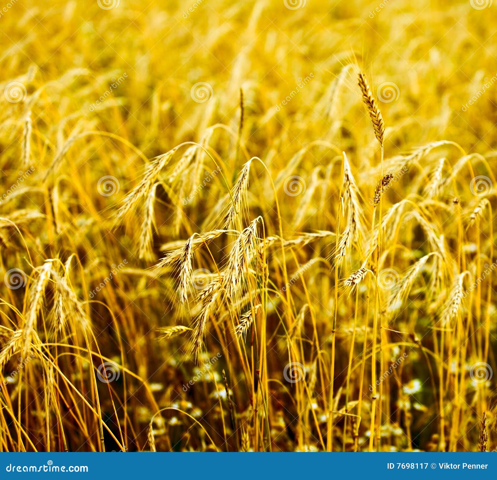 Wheat closeup stock image. Image of agricultural, meadow - 7698117