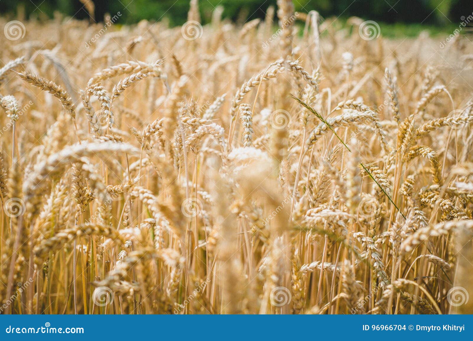 Wheat stock photo. Image of bokeh, closeup, summer, agriculture - 96966704