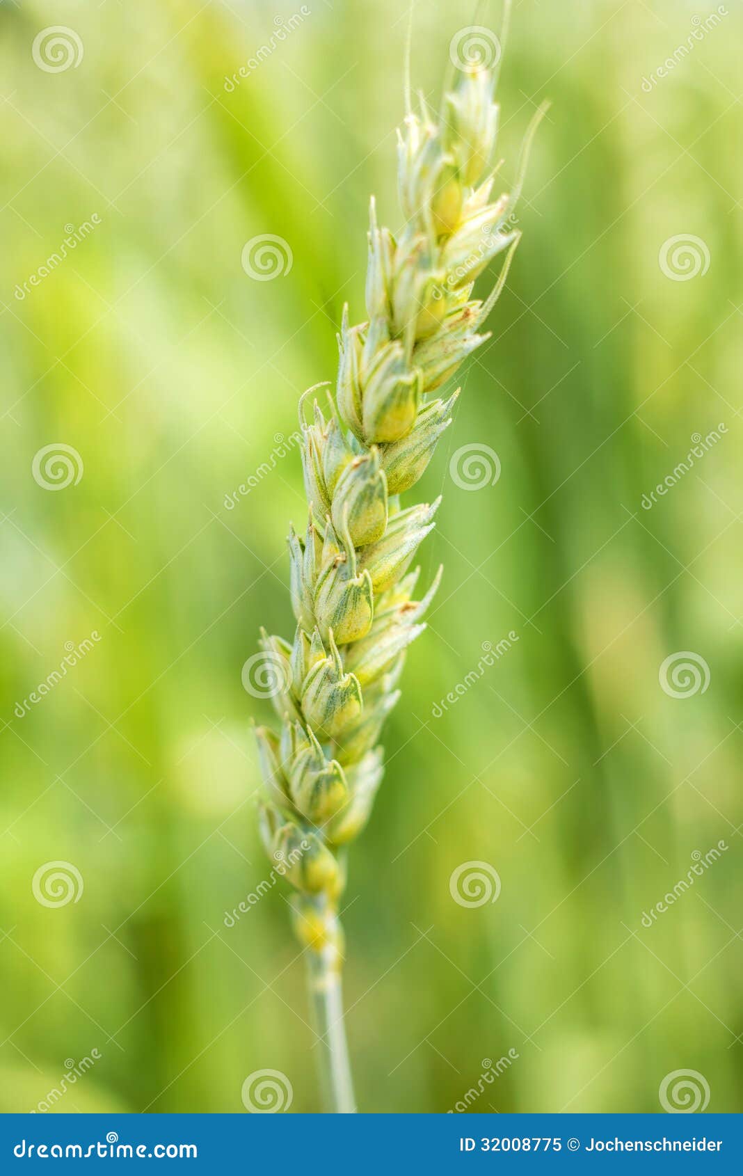 Wheat stock image. Image of single, agriculture, grain - 32008775