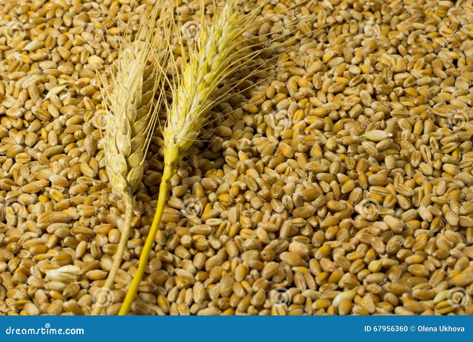 Wheat Closeup. Sprig of Barley Stock Photo - Image of bunch, barley ...