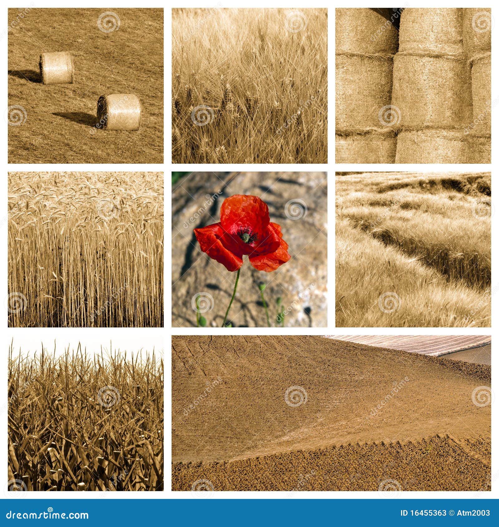 Wheat collage stock image. Image of environment, food - 16455363