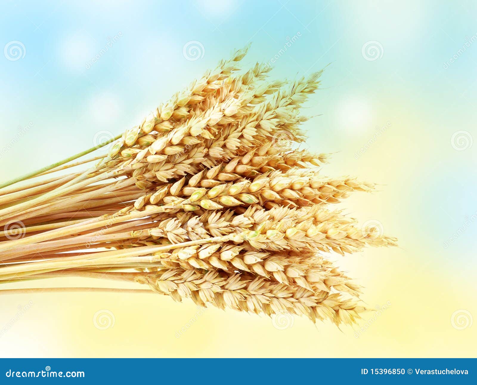 Wheat on Colored Background Stock Photo - Image of isolated, background ...