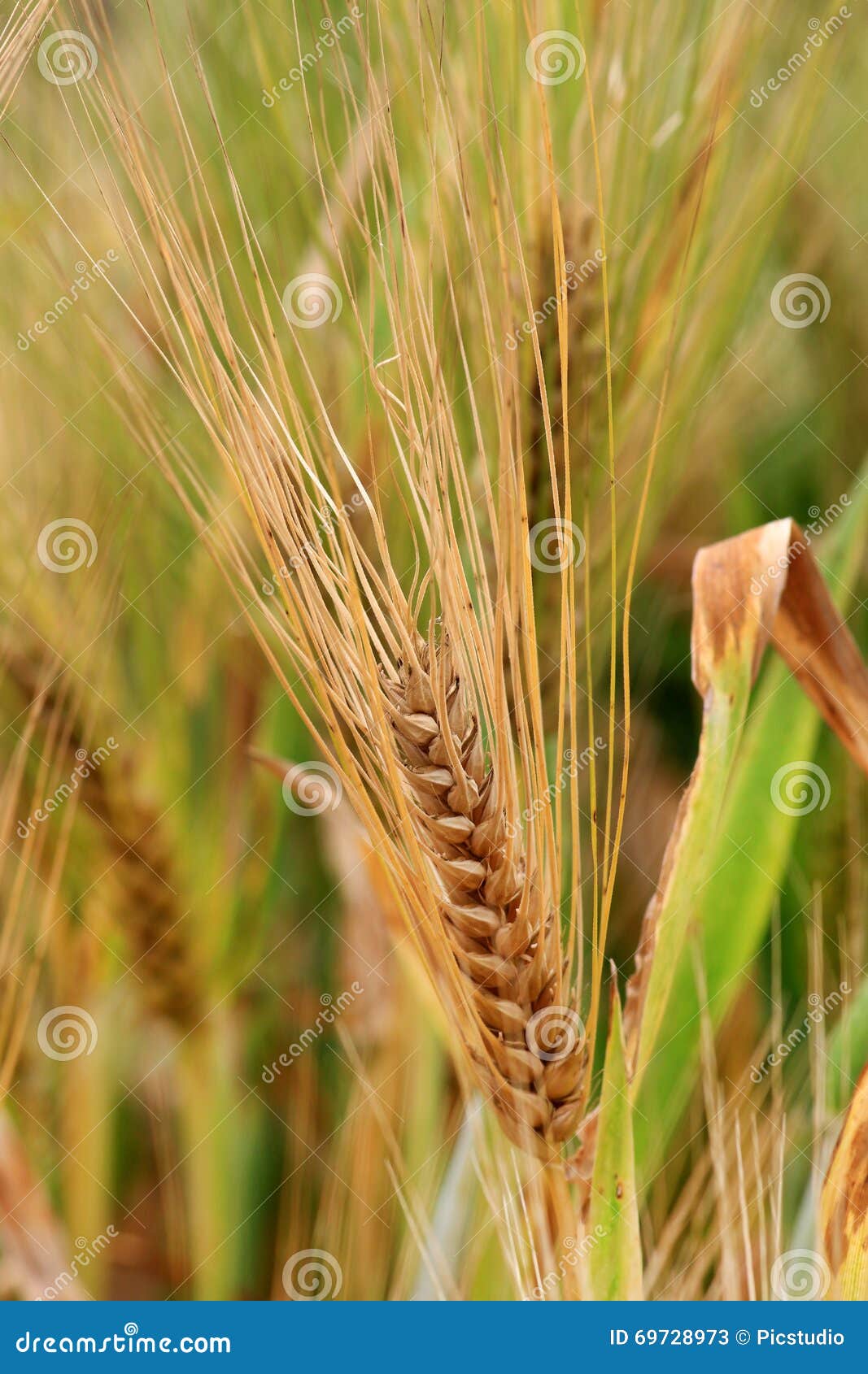 Wheat comb stock image. Image of field, seeds, plant - 69728973