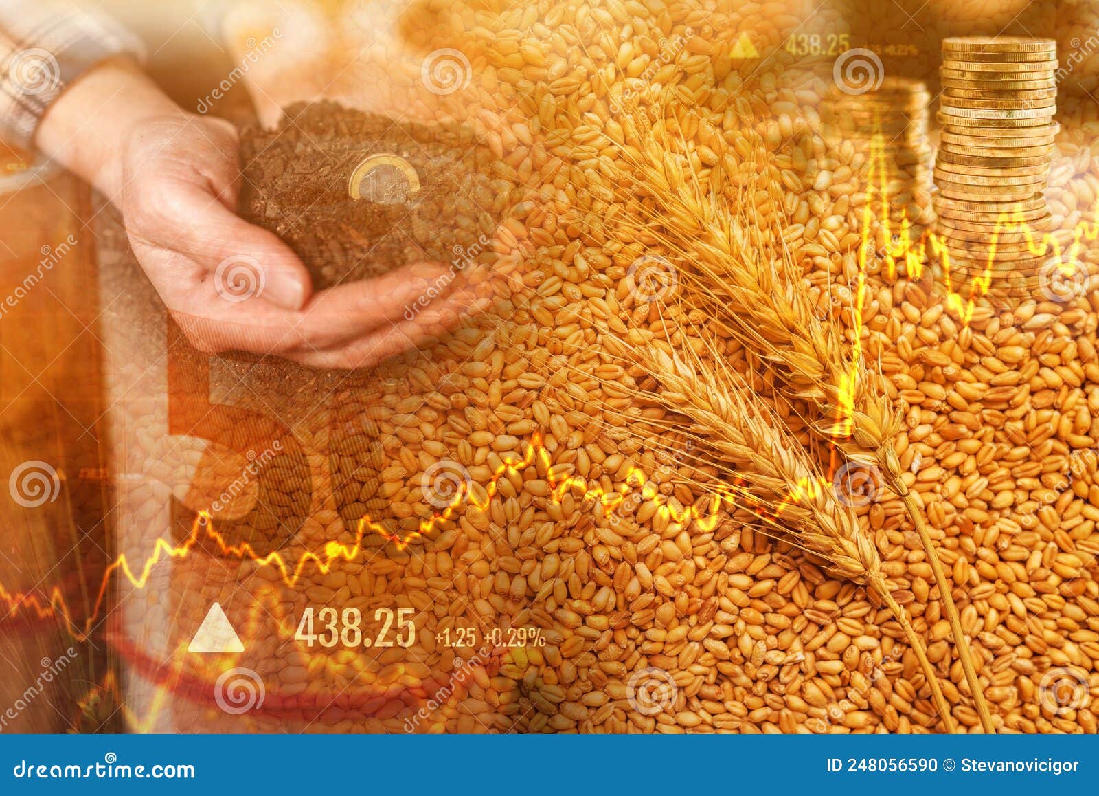 Wheat Commodity Price Increase Stock Photo - Image of cereal ...