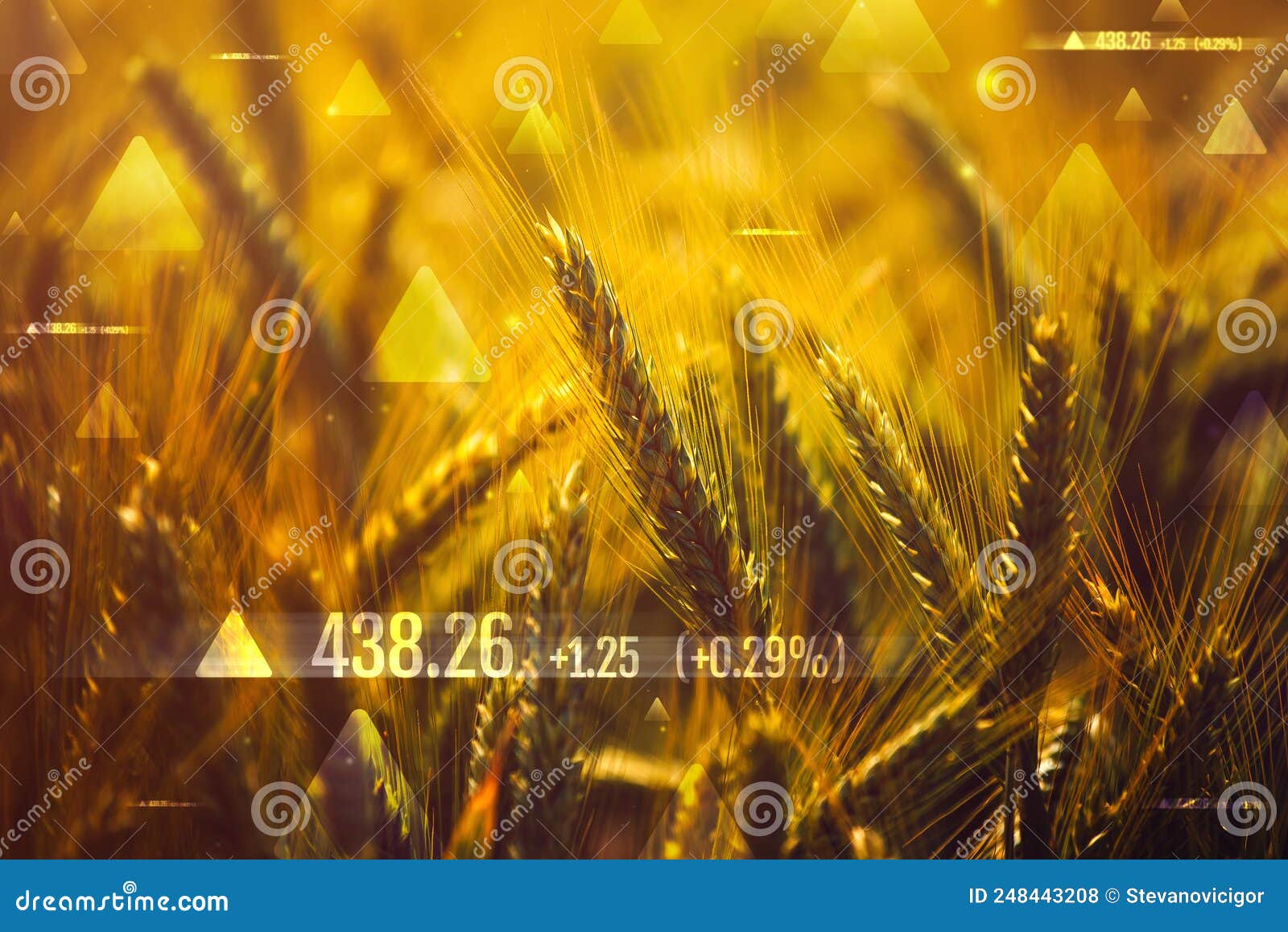 Wheat Commodity Price Increase Stock Photo - Image of farming, futures ...