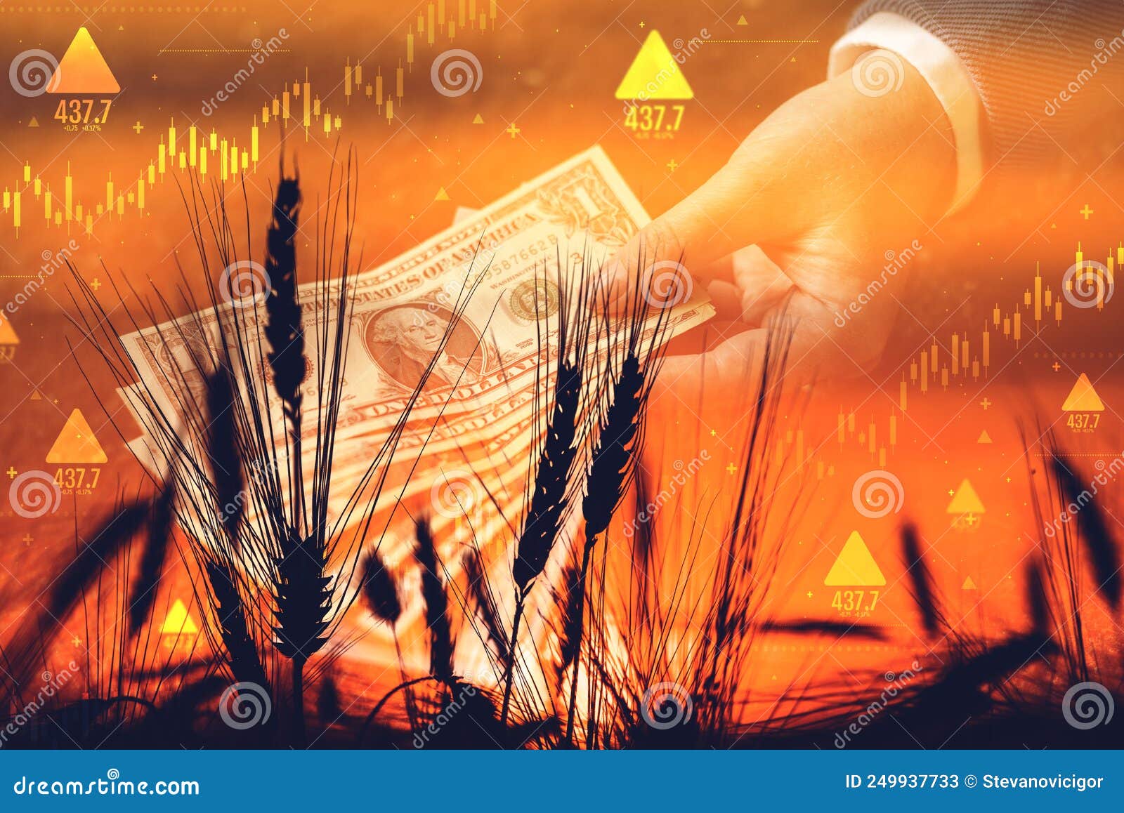 Wheat Commodity Price Increase Stock Image - Image of grow, cultivation ...