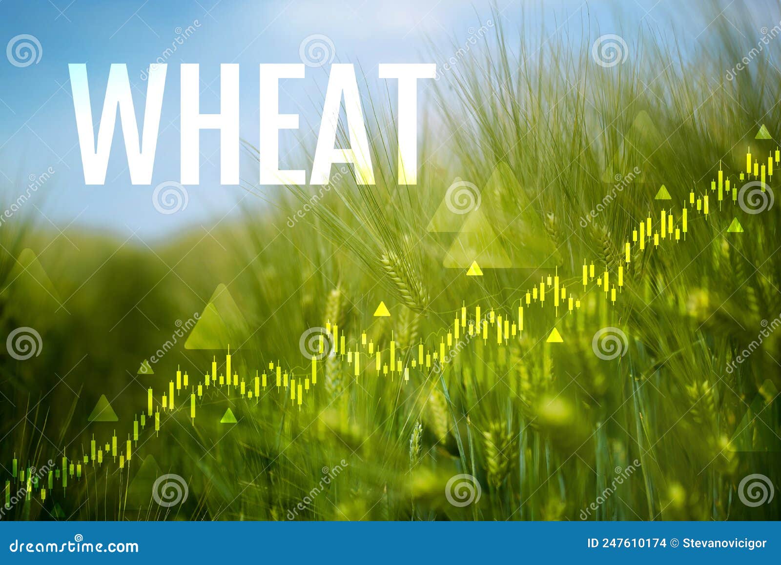 Wheat Commodity Price Increase Stock Photo - Image of growth ...