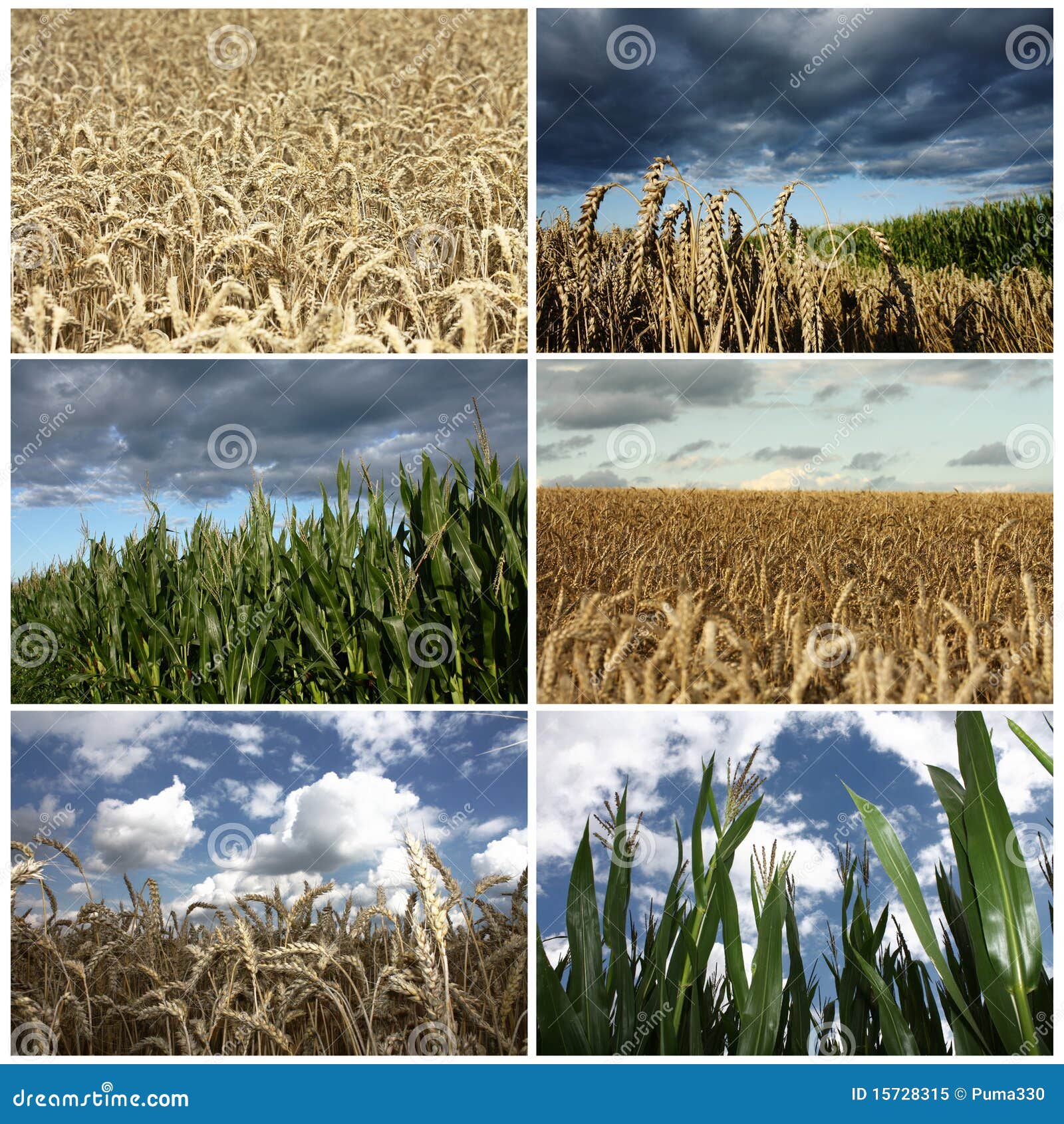 Wheat and Corn Field Crop Details Collage Stock Image - Image of beauty ...