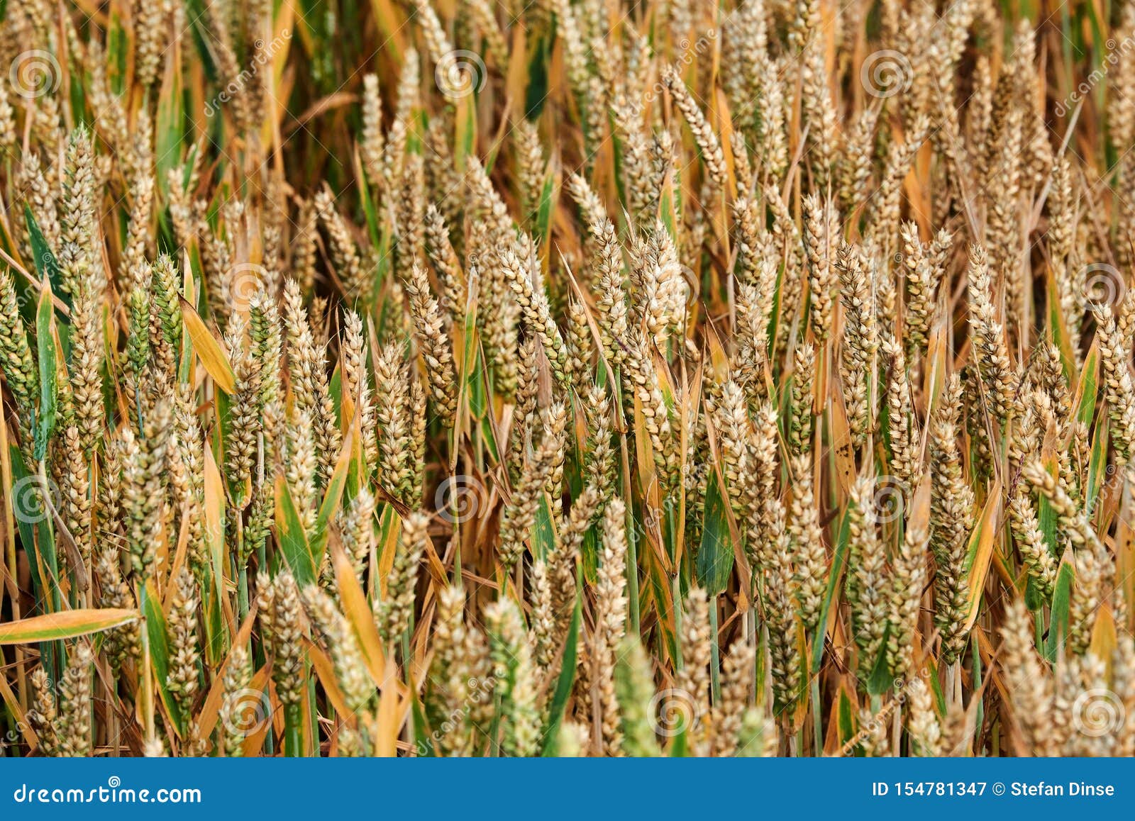 Wheat Corn Field before Harvest Stock Image - Image of leaf, farm ...