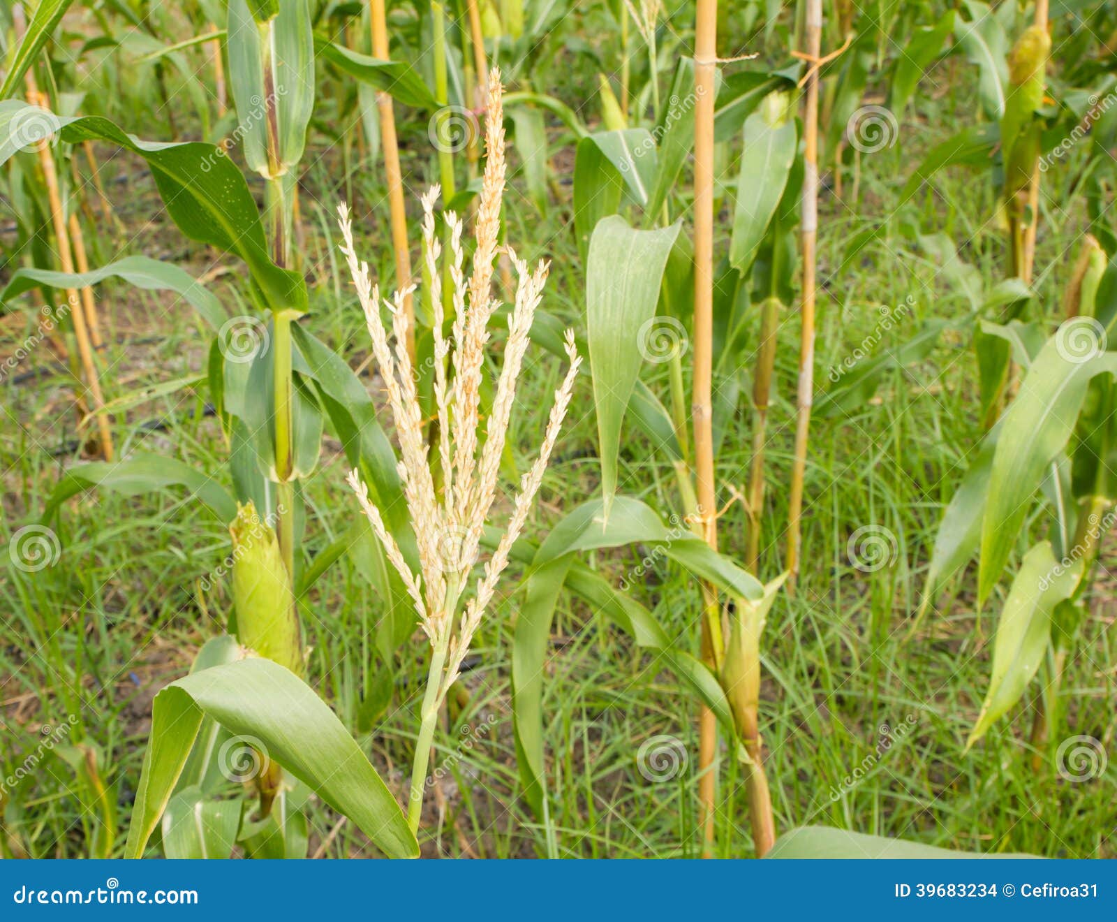Wheat corn field stock photo. Image of agriculture, life - 39683234