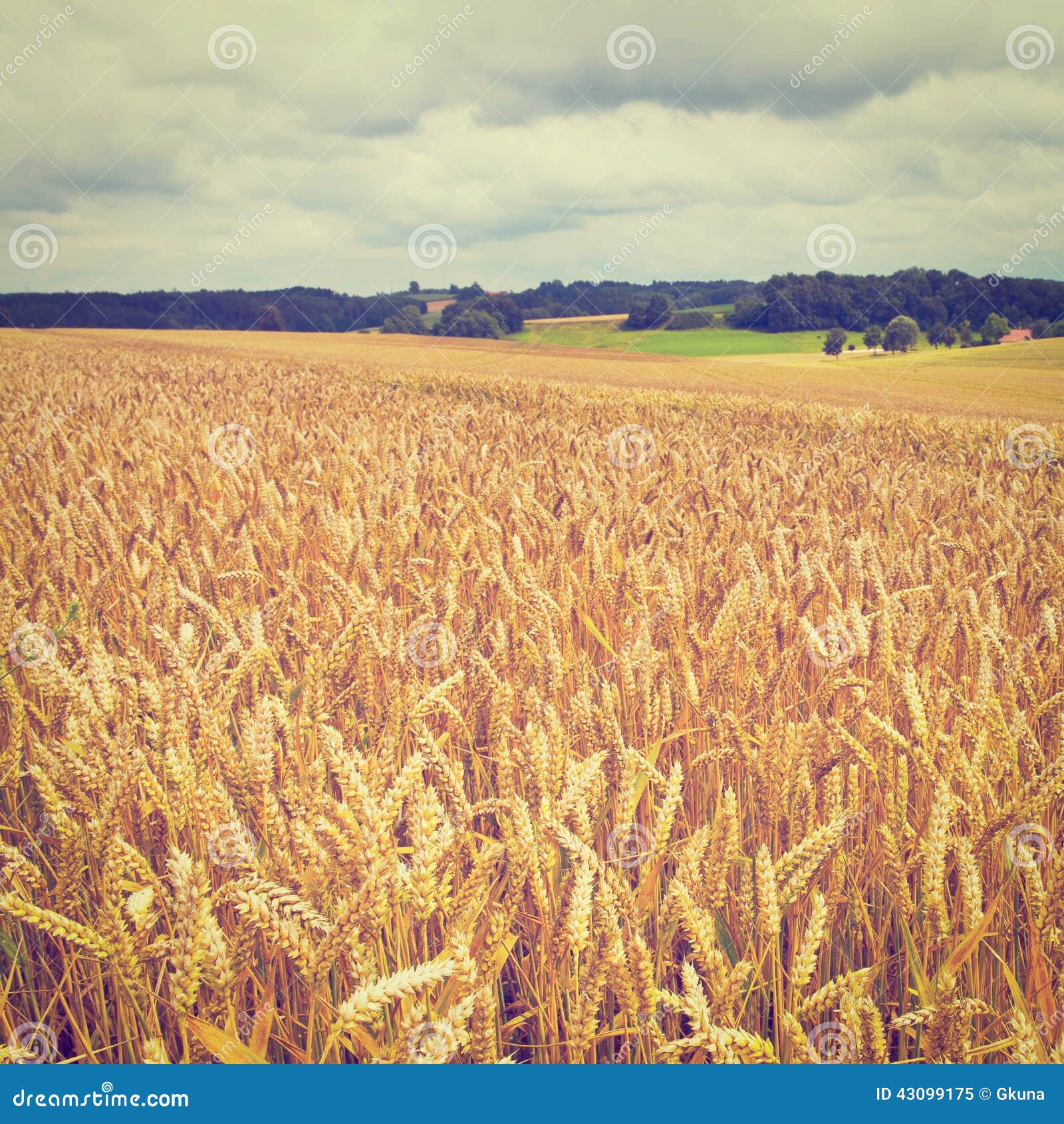 Wheat stock image. Image of field, lawn, green, germany - 43099175