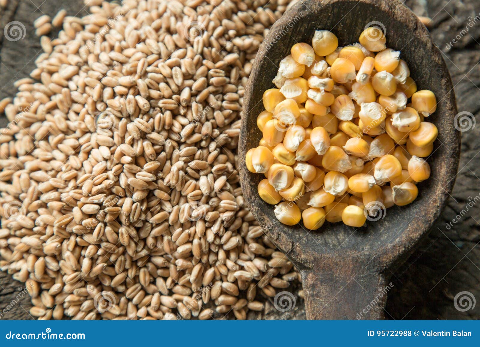 Wheat and corn grains stock photo. Image of gold, natural - 95722988